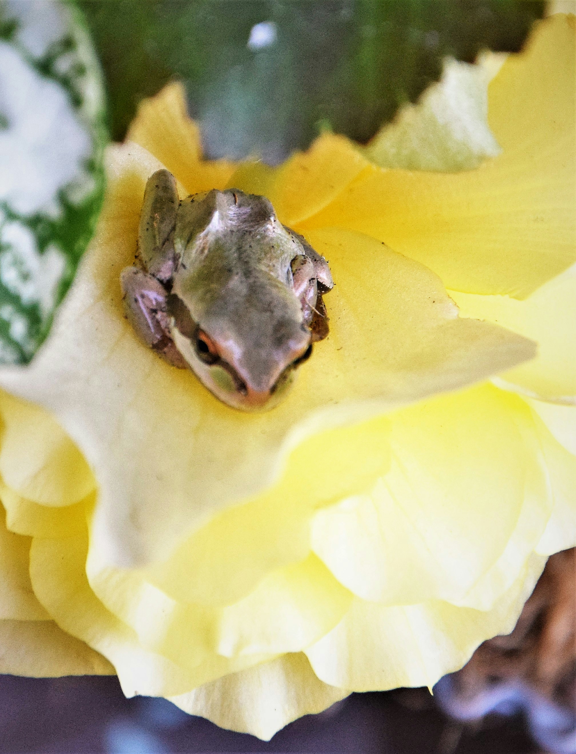 Macro Moment: Frog Peeking Over a Creamy Yellow Rose