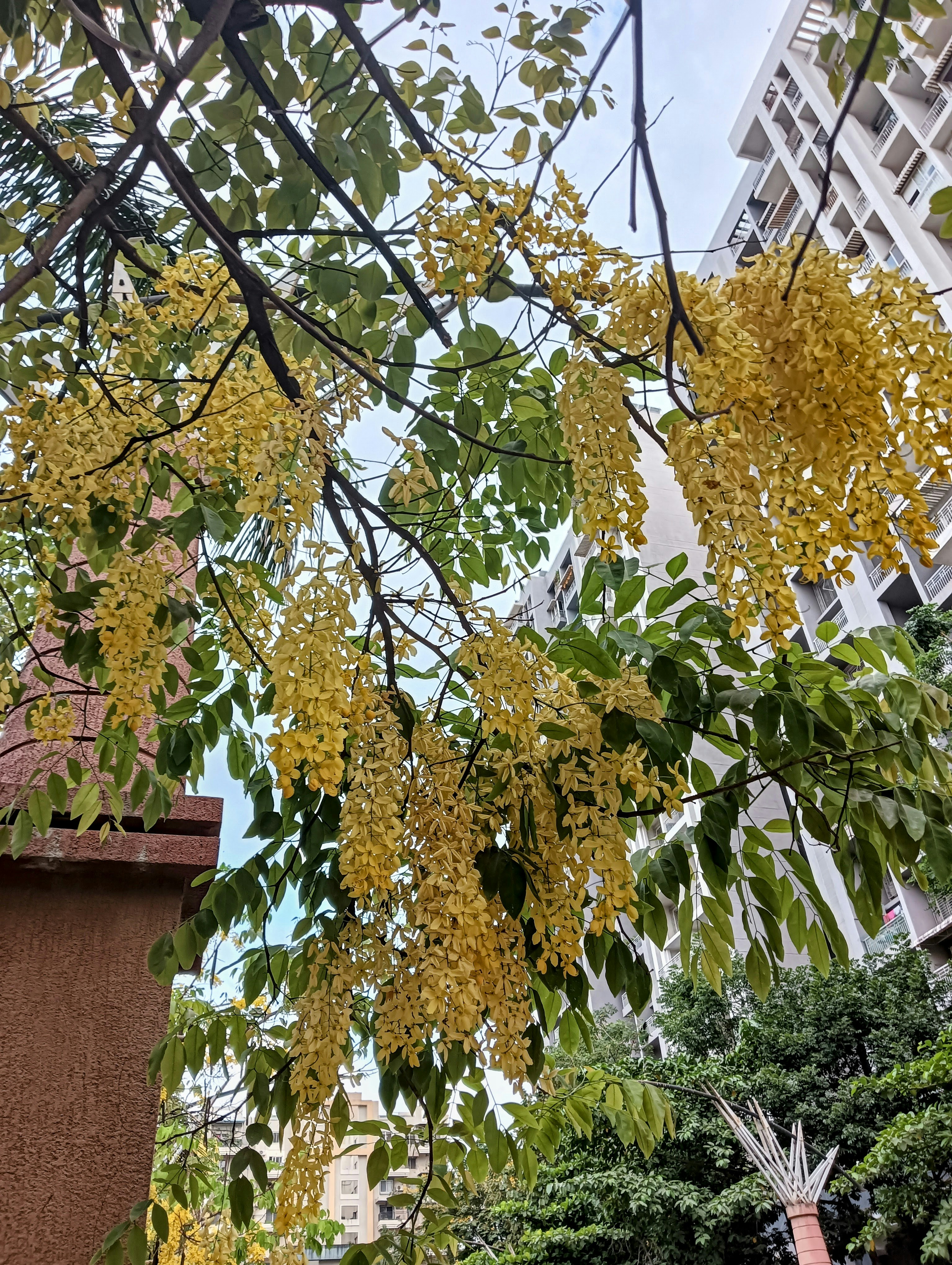 Golden cascading blossoms drape over a city courtyard, with a modern residential building and greenery in the background. The shot highlights the contrast between vivid flora and urban architecture.