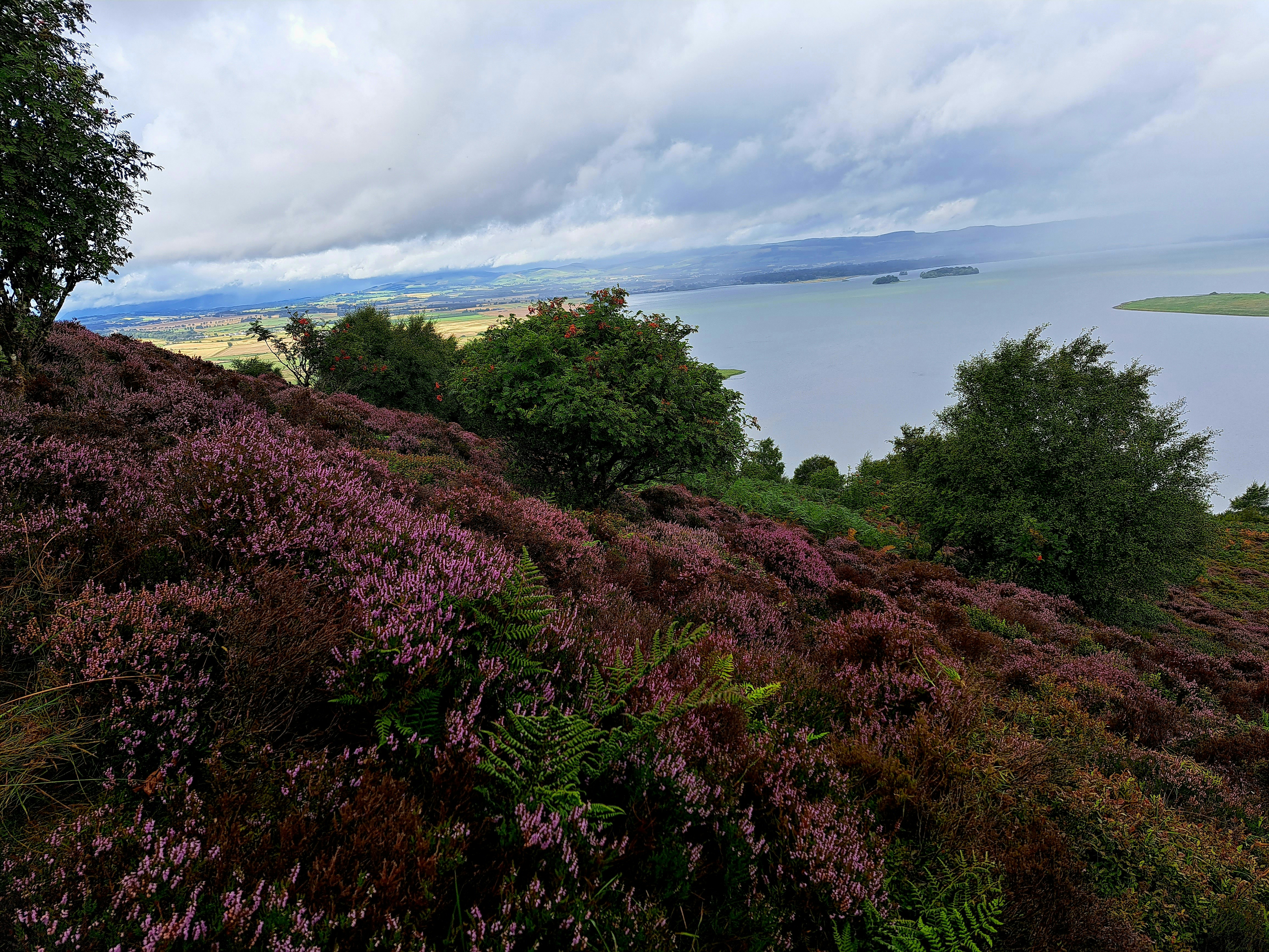 Purple heather-covered hillside slopes toward a calm bay with scattered trees under a cloudy sky.