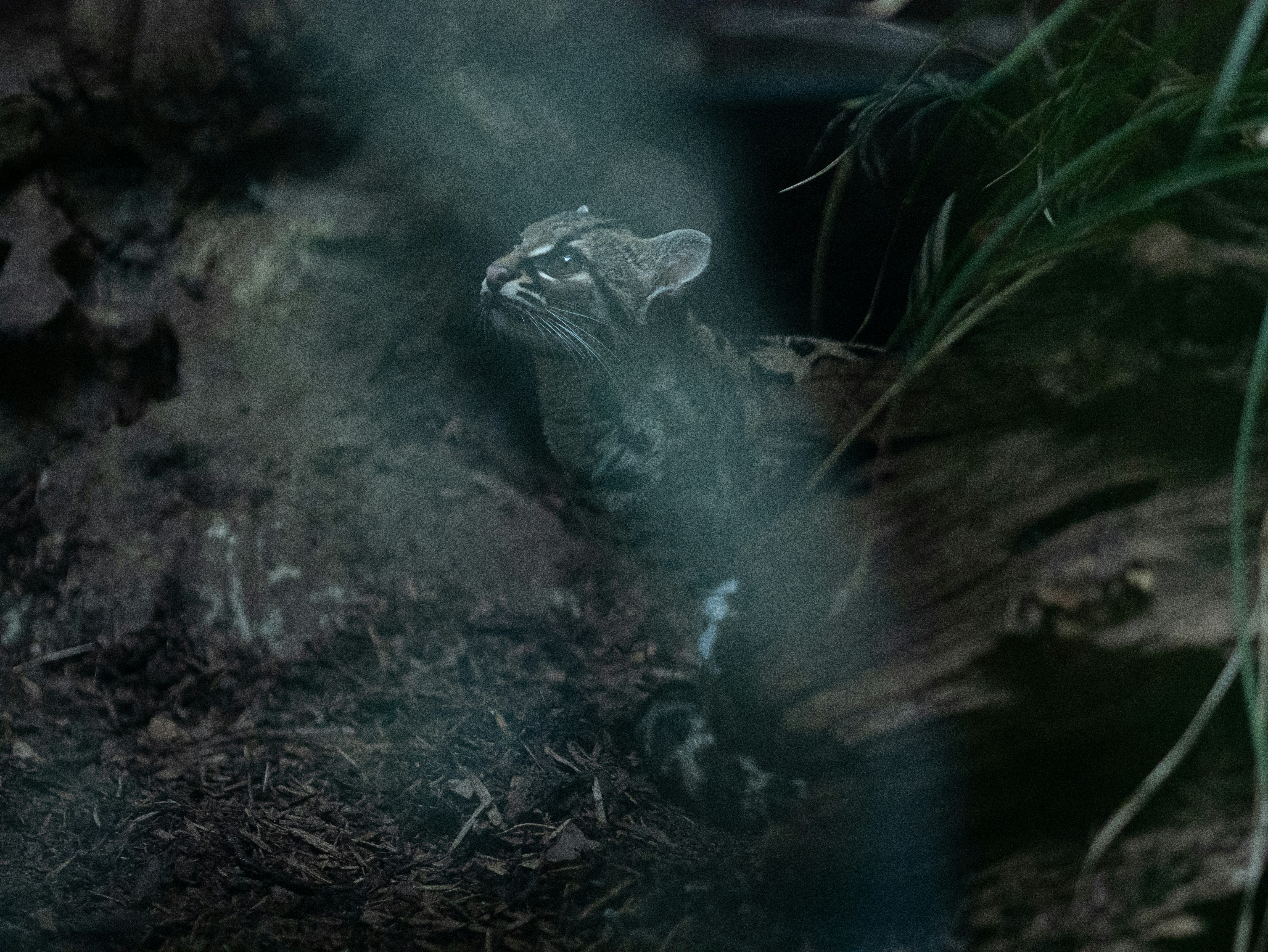 Whiskers Through Moss: A Curious Cat Watches Above in Dim Light