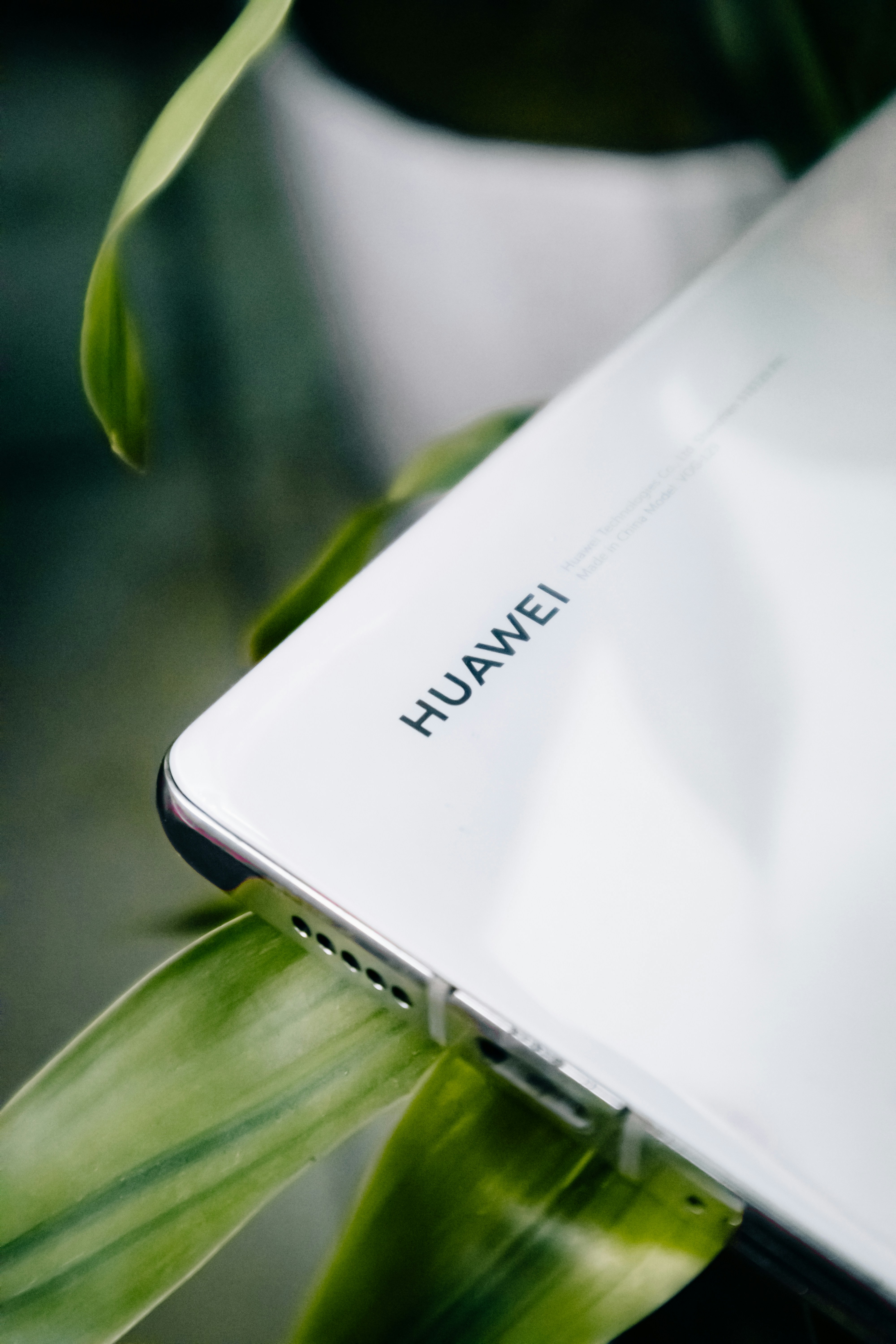 Crystalline Huawei Back Cradled by Garden Greens