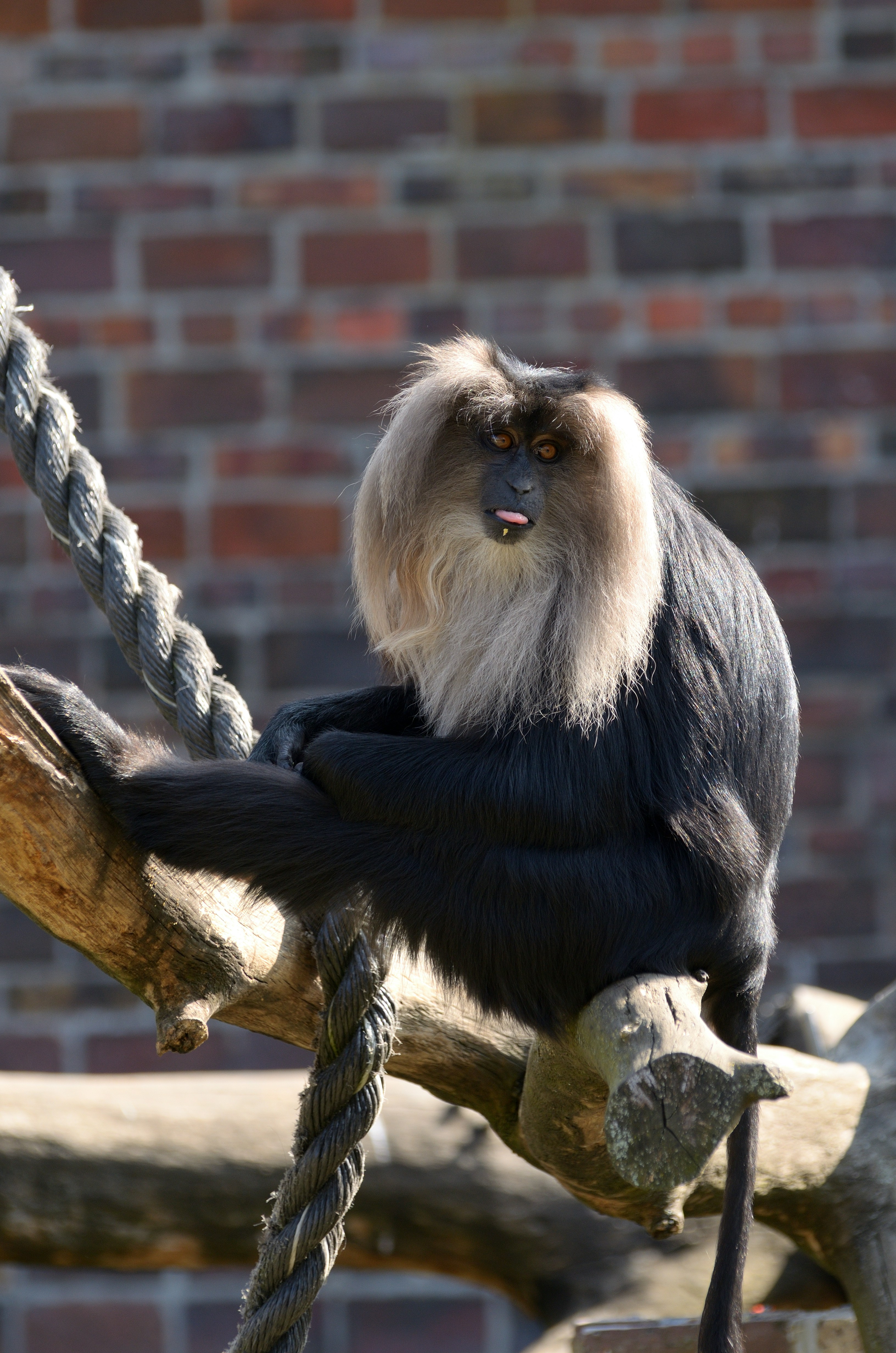 Golden-Maned Acrobat on a Weathered Rope