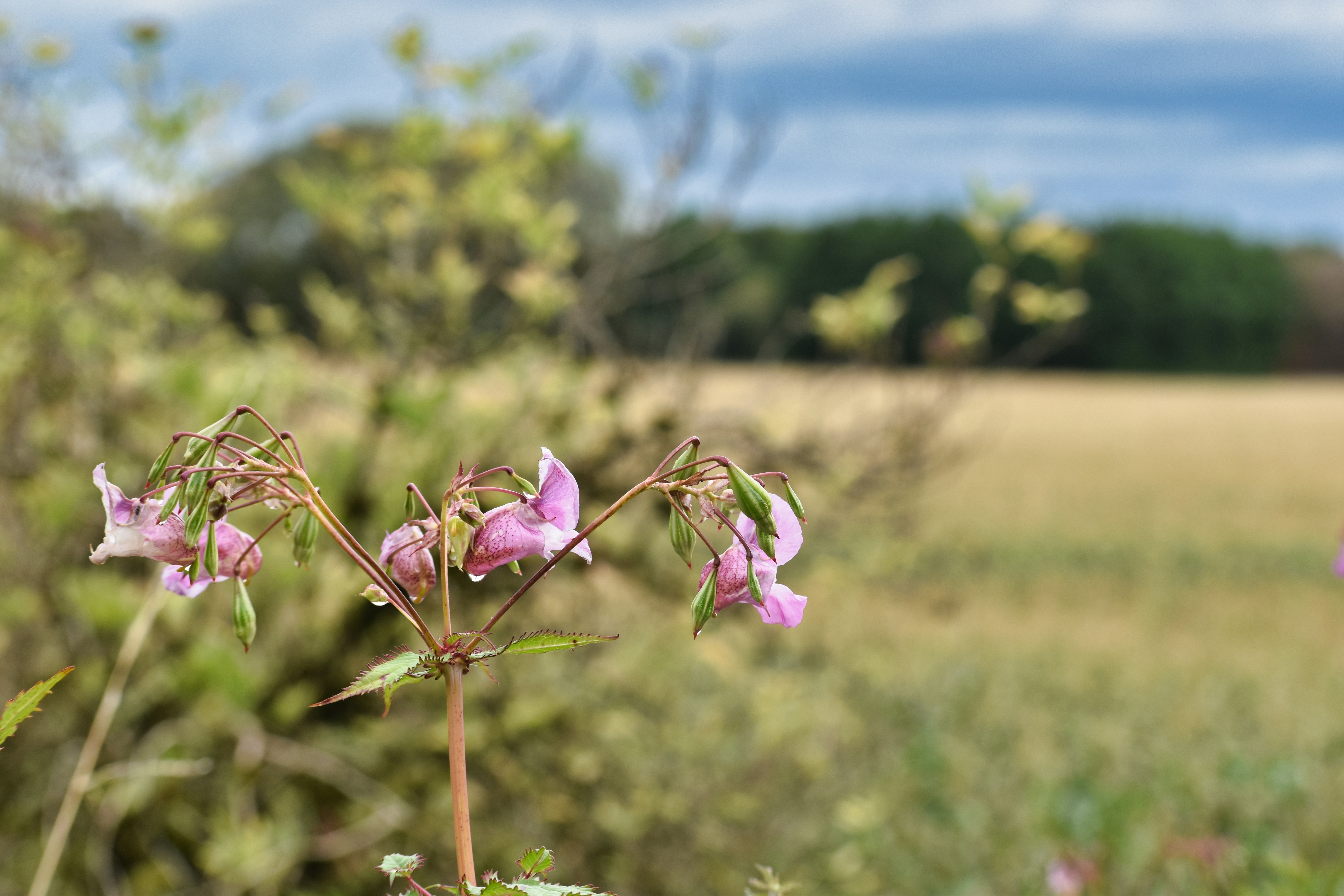 A wet flower with water running of it. A view of a field in the background