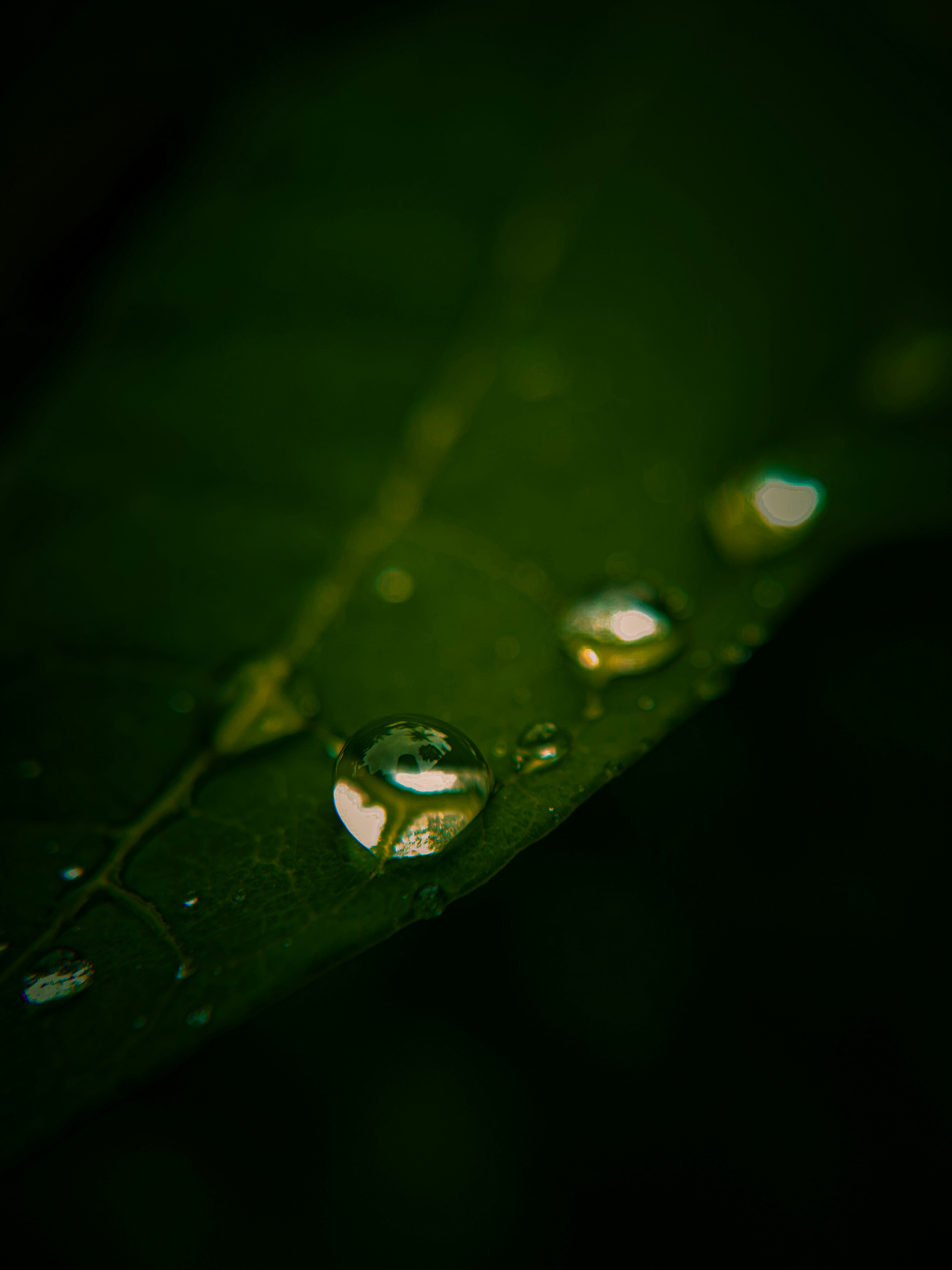 Water droplets glistening on a dark green leaf, highlighting intricate vein patterns.