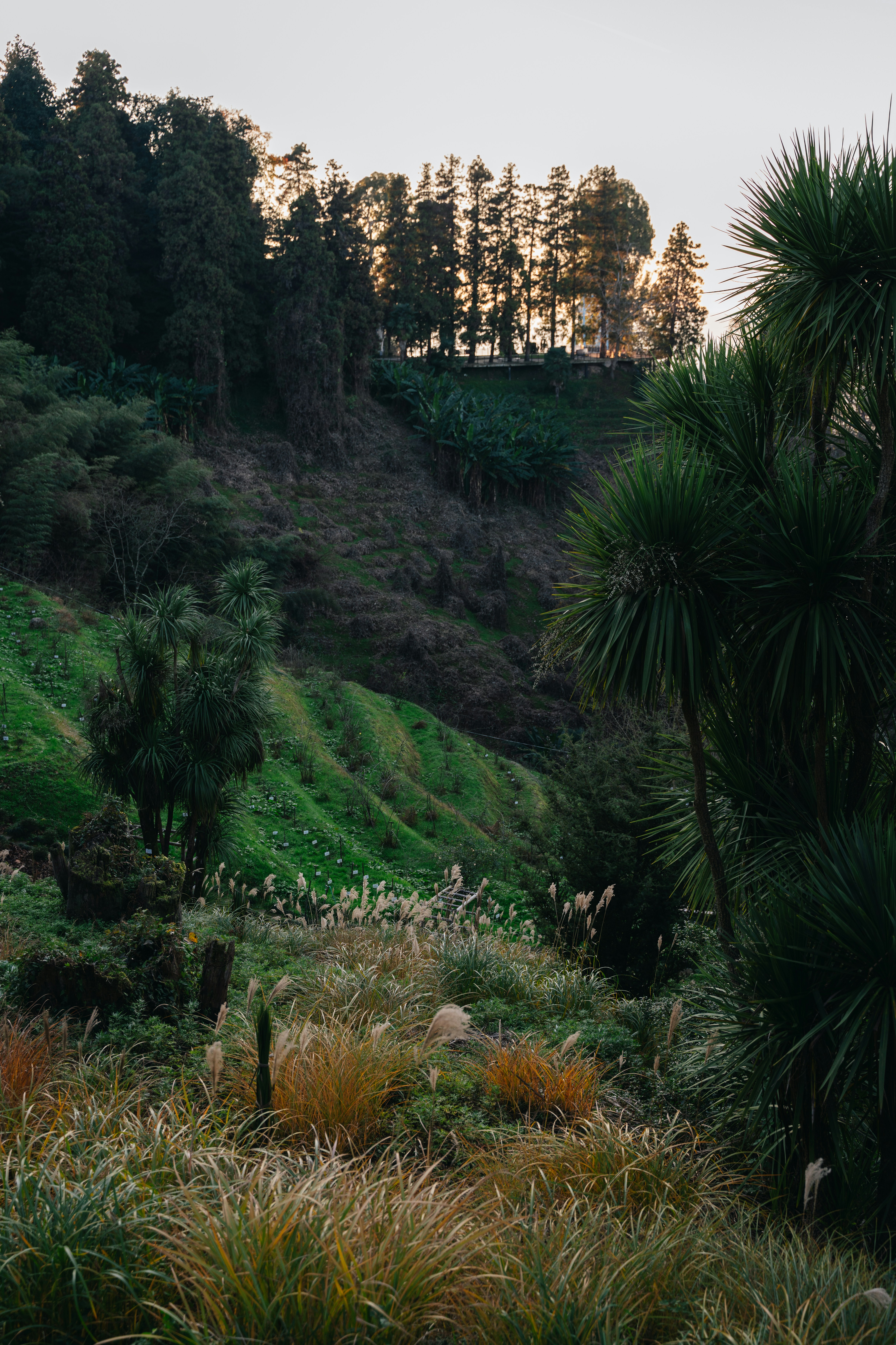 Terraced Quiet: A hillside garden veiled by distant trees at dusk