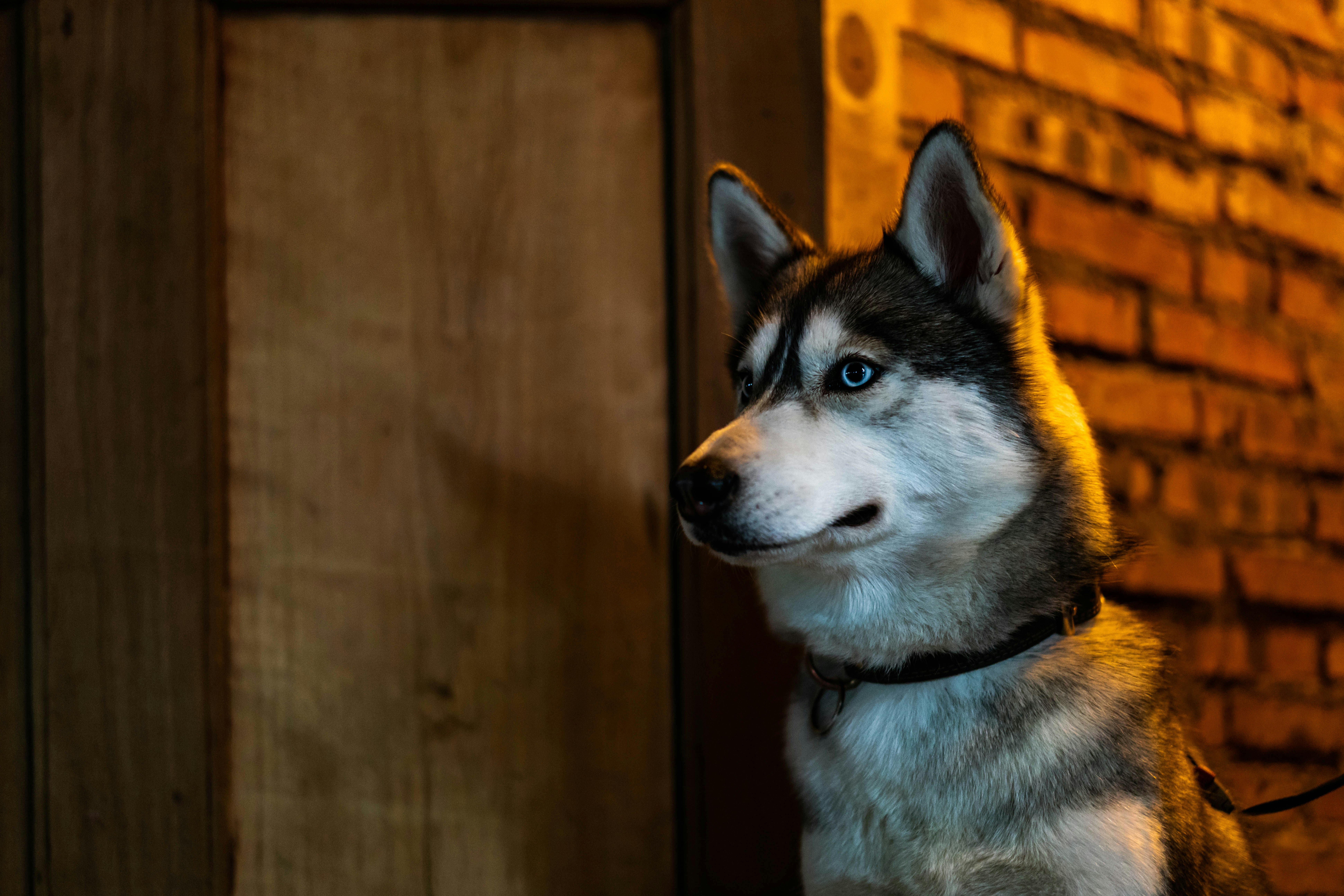 Blue-Eyed Sentinel: Husky Portrait by Neon Brick Alley