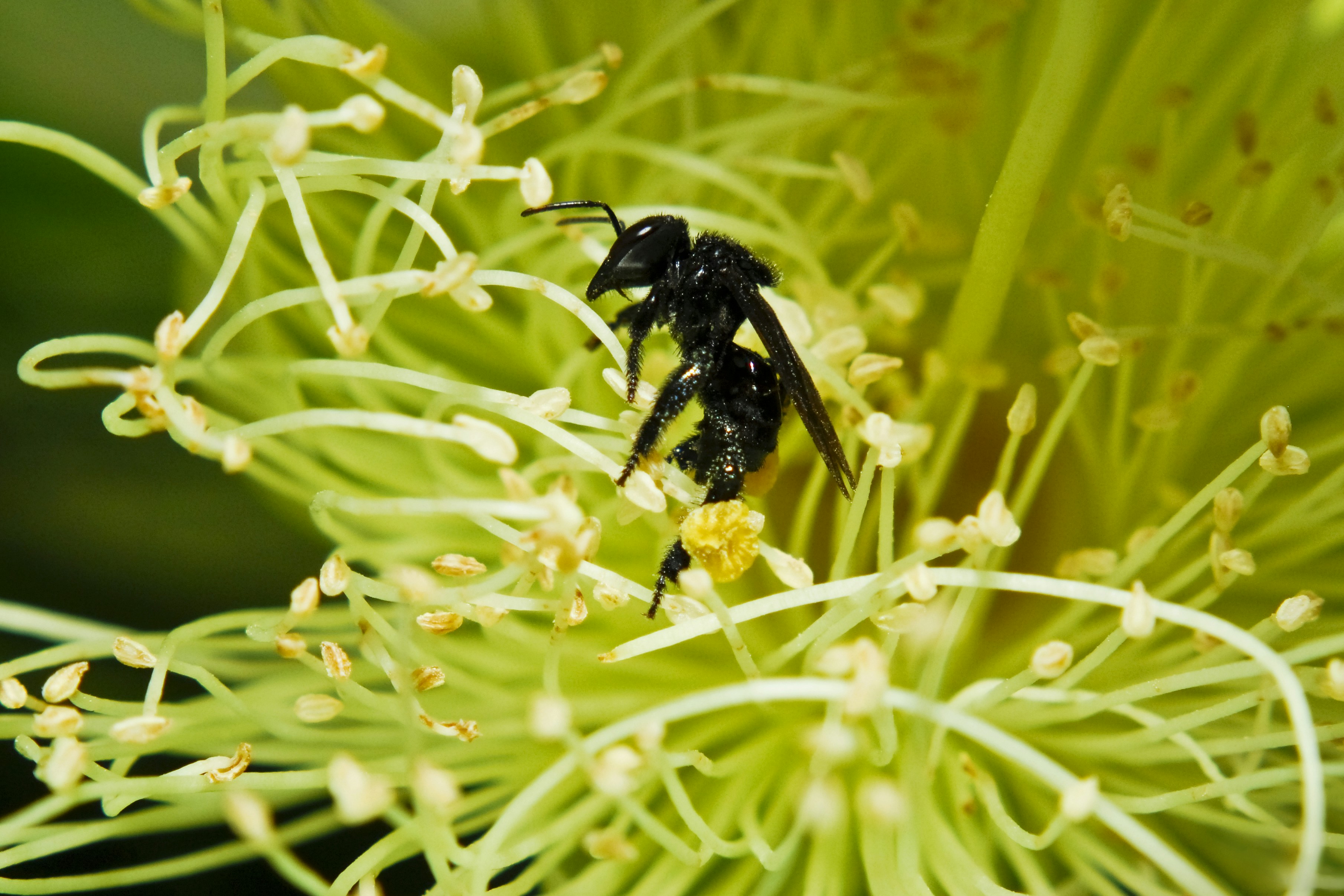 Midnight Beetle on Neon Bloom: A Macro Portrait of Stamen and Shadow