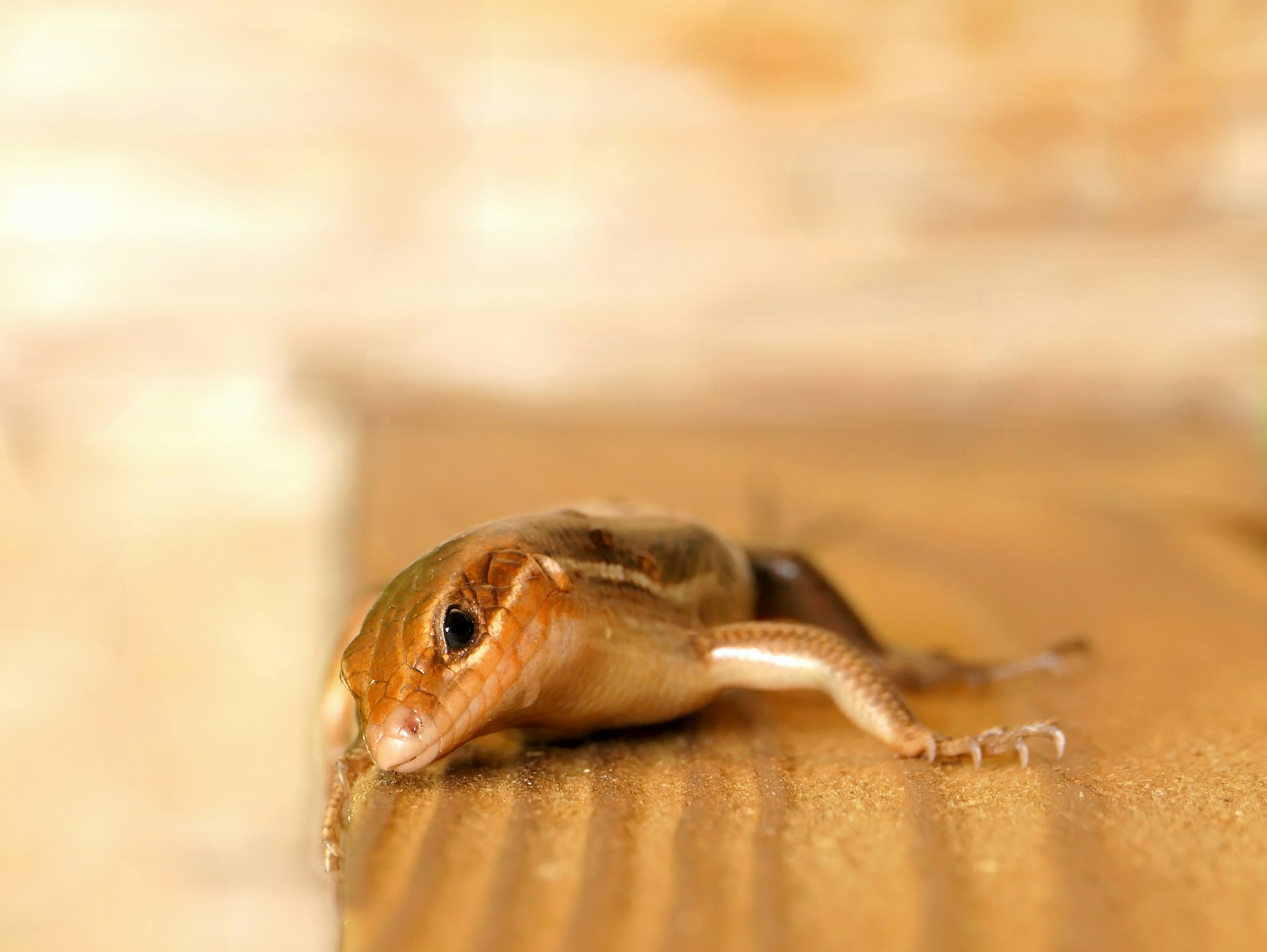 a curious skink lizard on the front porch