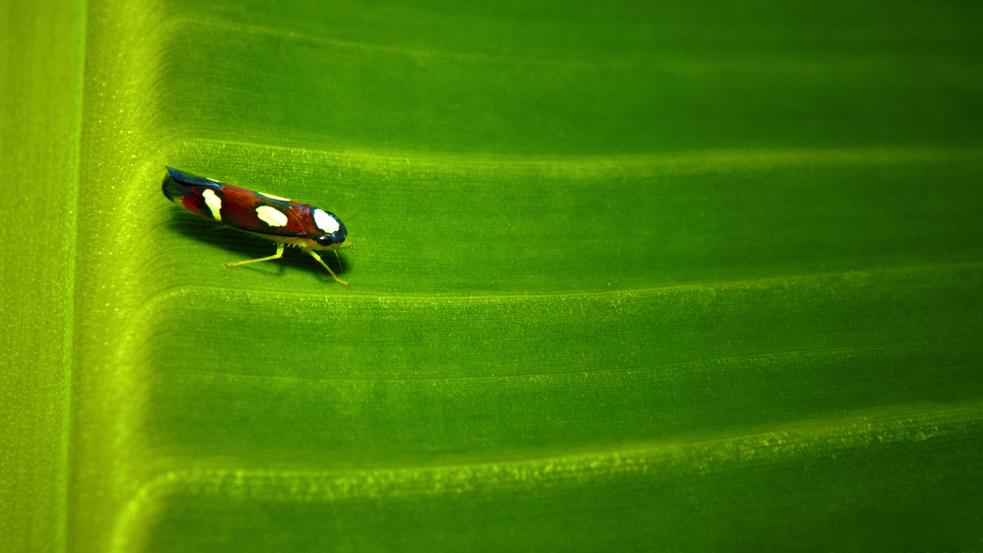 Red-spotted beetle traverses a vivid emerald leaf