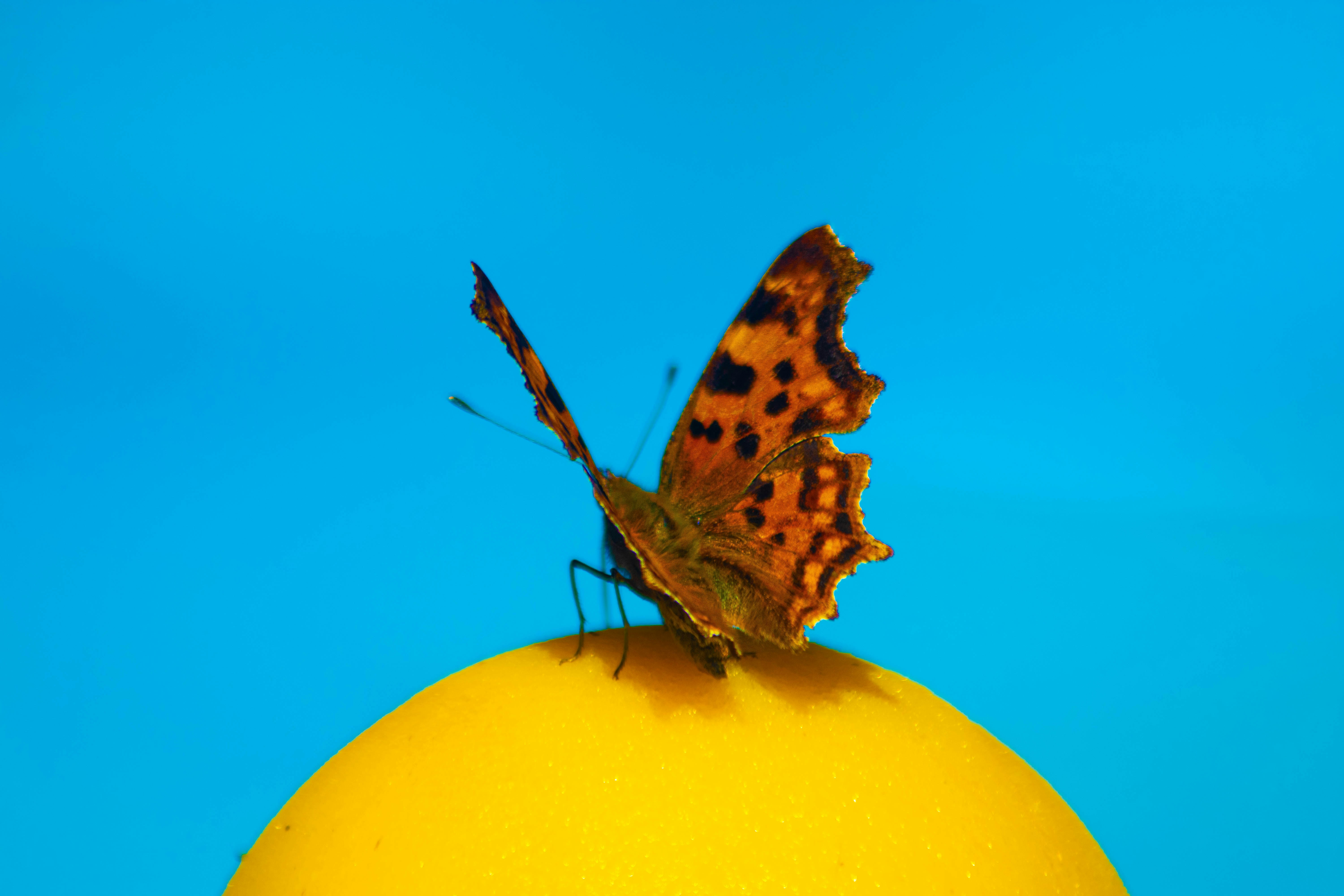 Citrus Crown: An Orange Butterfly Perched on a Lemon Beneath a Cerulean Sky