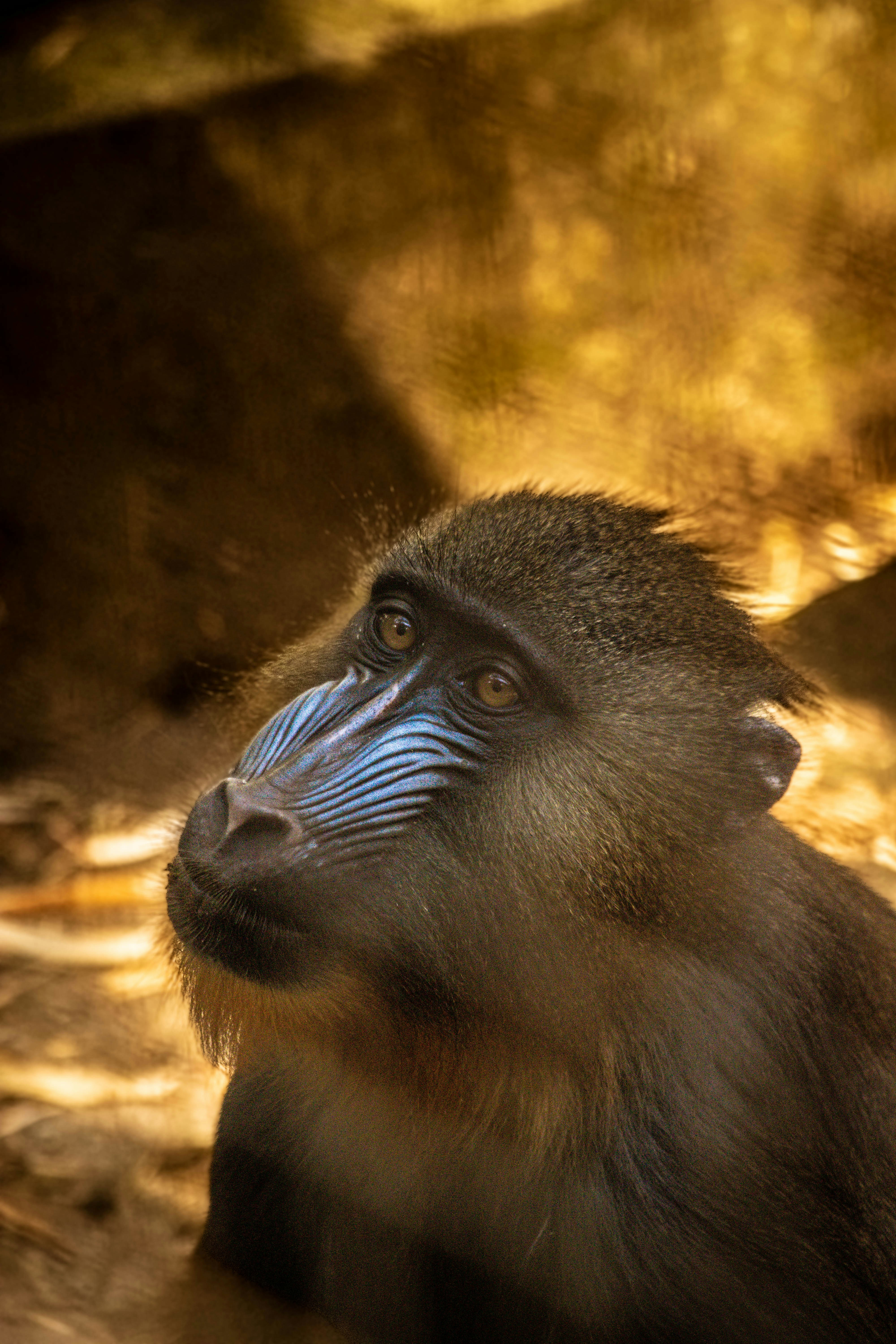 Amber Gaze Among Golden Leaves: A Gorilla's Quiet Moment