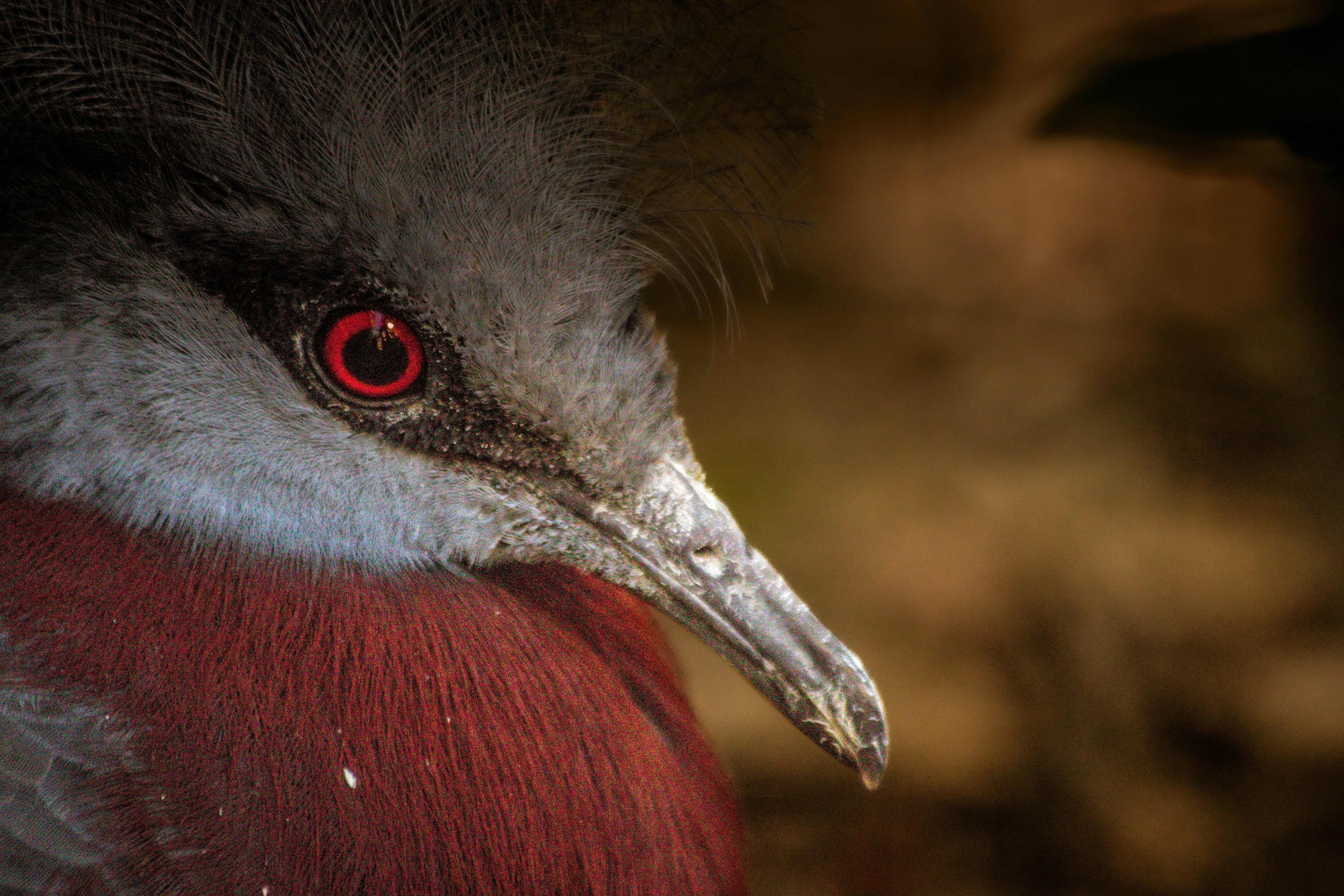 Red-Eyed Gaze: A Close-Up Portrait of a Marsh Bird's Head
