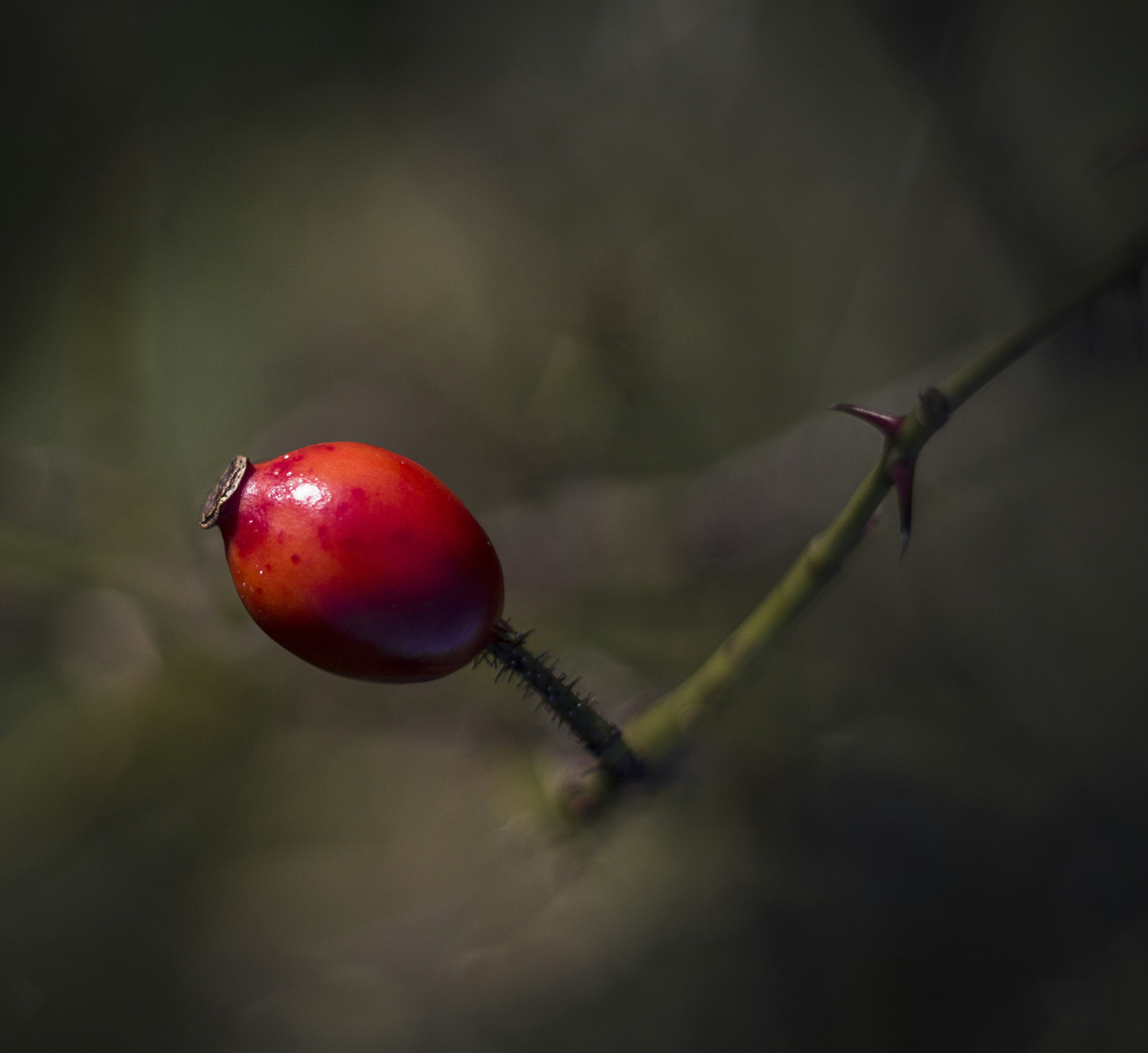 Crimson Rose Hip on a Thorny Stem Against Velvet Bokeh