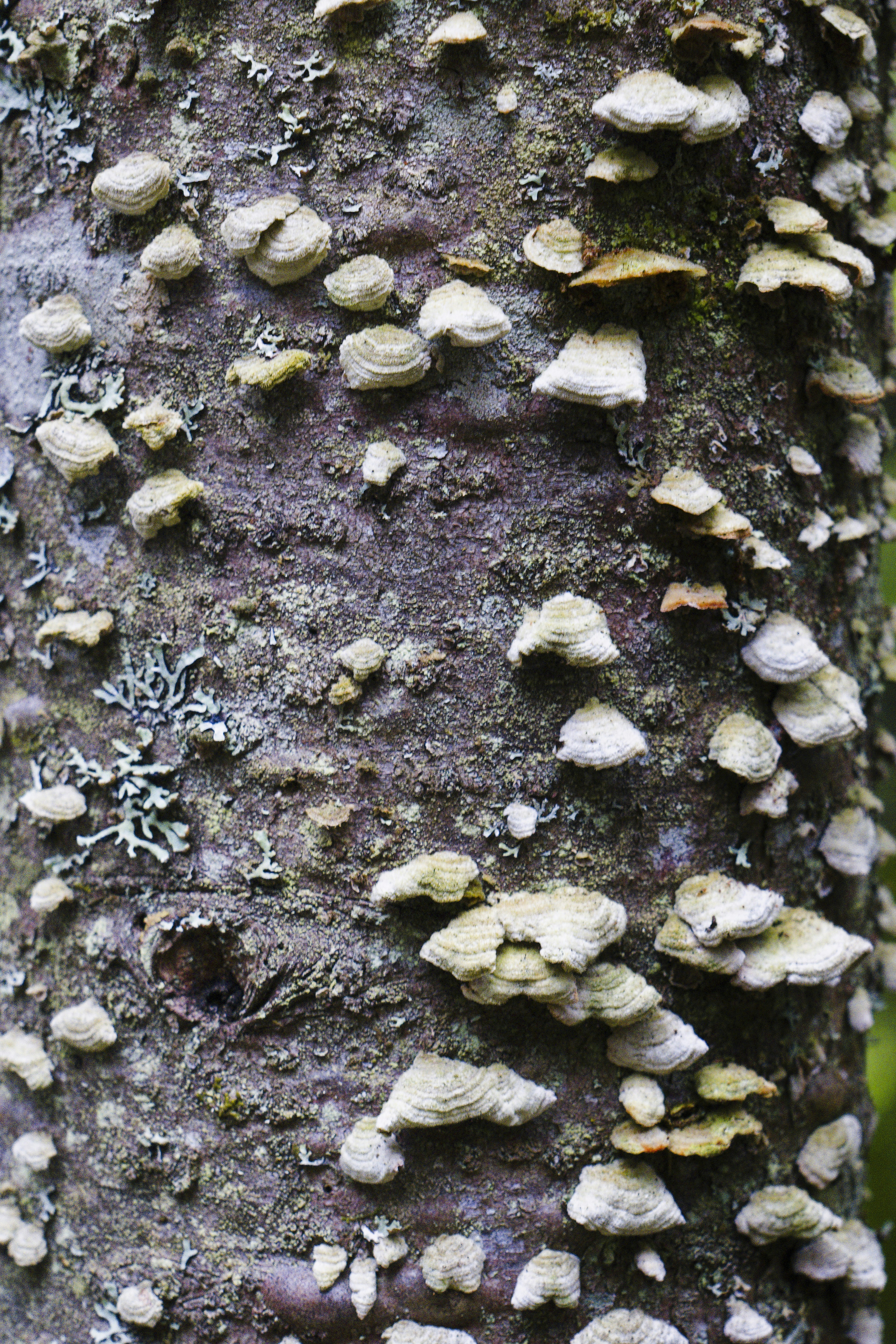 Close-Up of Tree Trunk With Fungus and Lichen - A close-up view of a tree trunk with multiple layers of fungus and lichen growing on its bark. The bark is a dark brown and the fungus is a light beige with some shades of yellow.