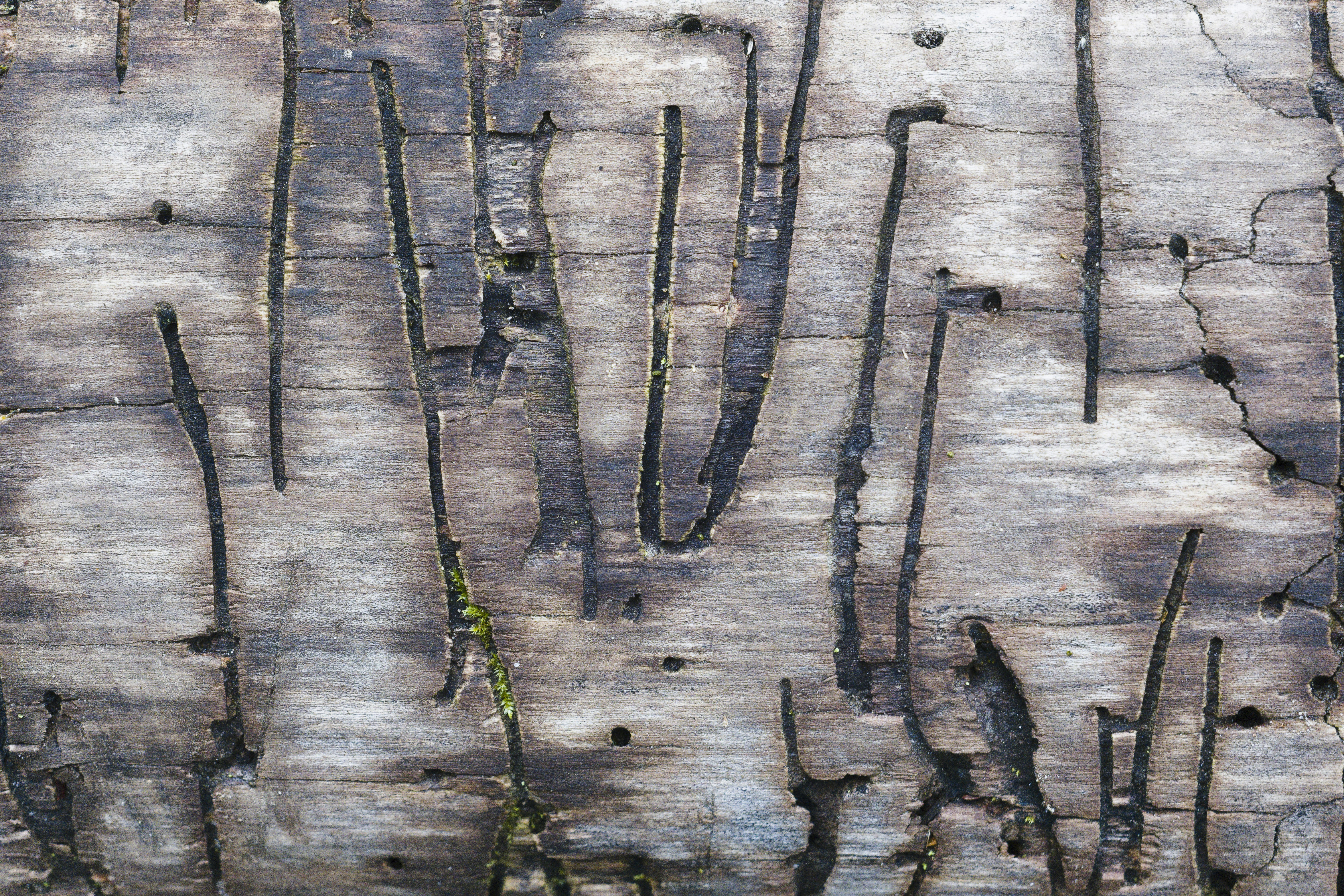 Charred Lattice: A Close-Up of Weathered Wood Grain