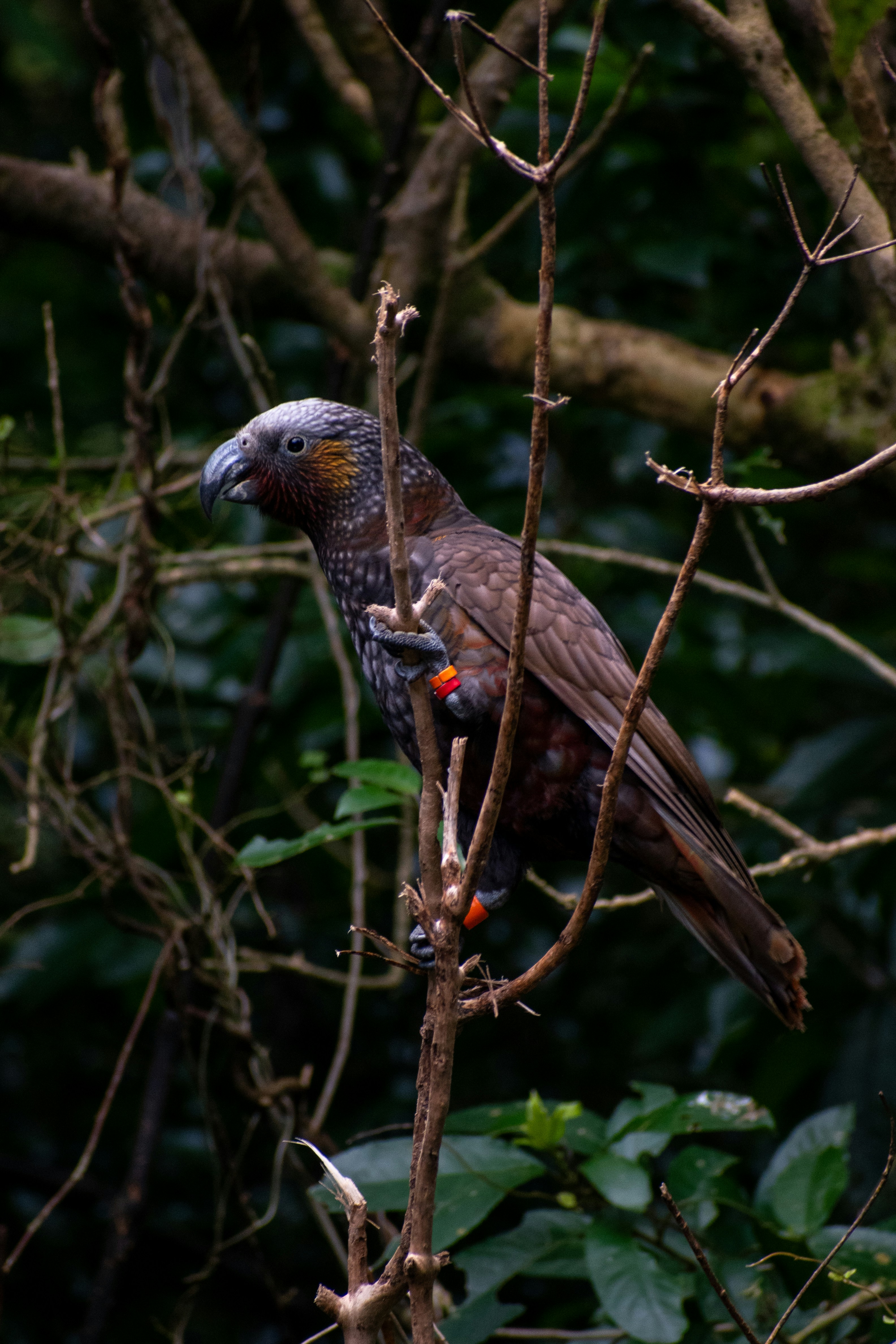Scarlet-headed Parrot in Twilight Tangle