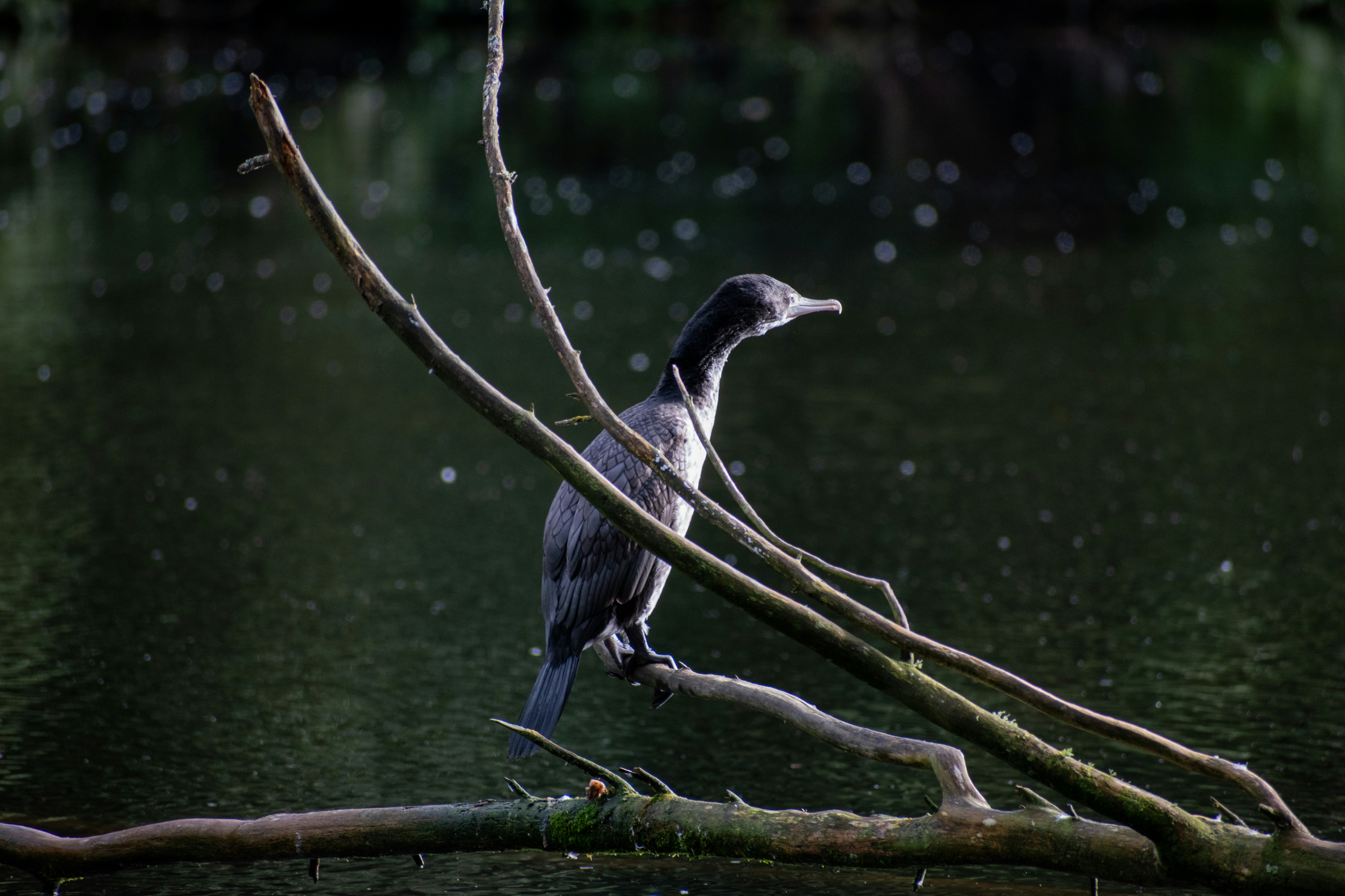 Rain-Kissed Driftwood Sentinel: The Cormorant's Quiet Vigil