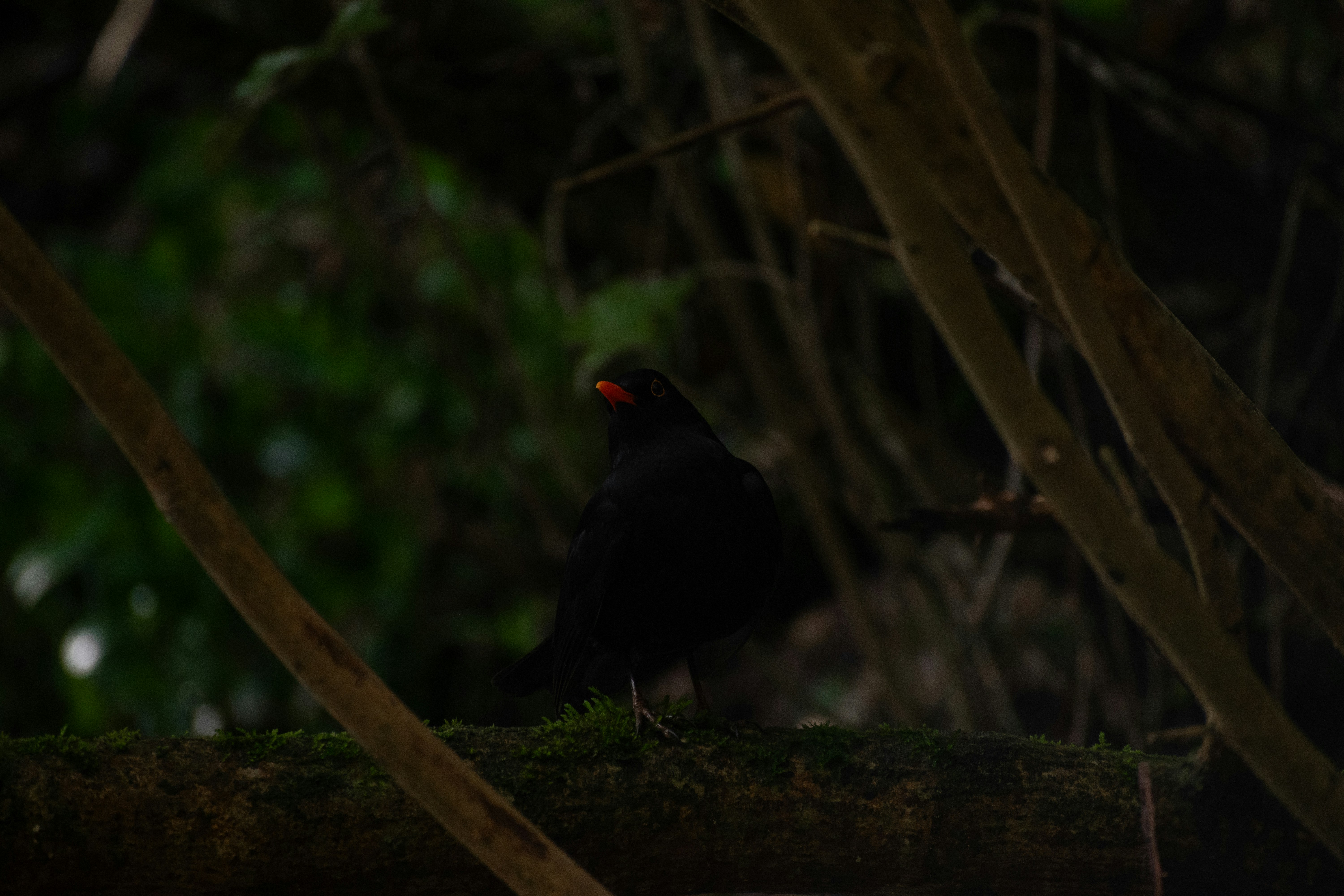 Shadowed Blackbird with Crimson Beak in a Woodland Frame