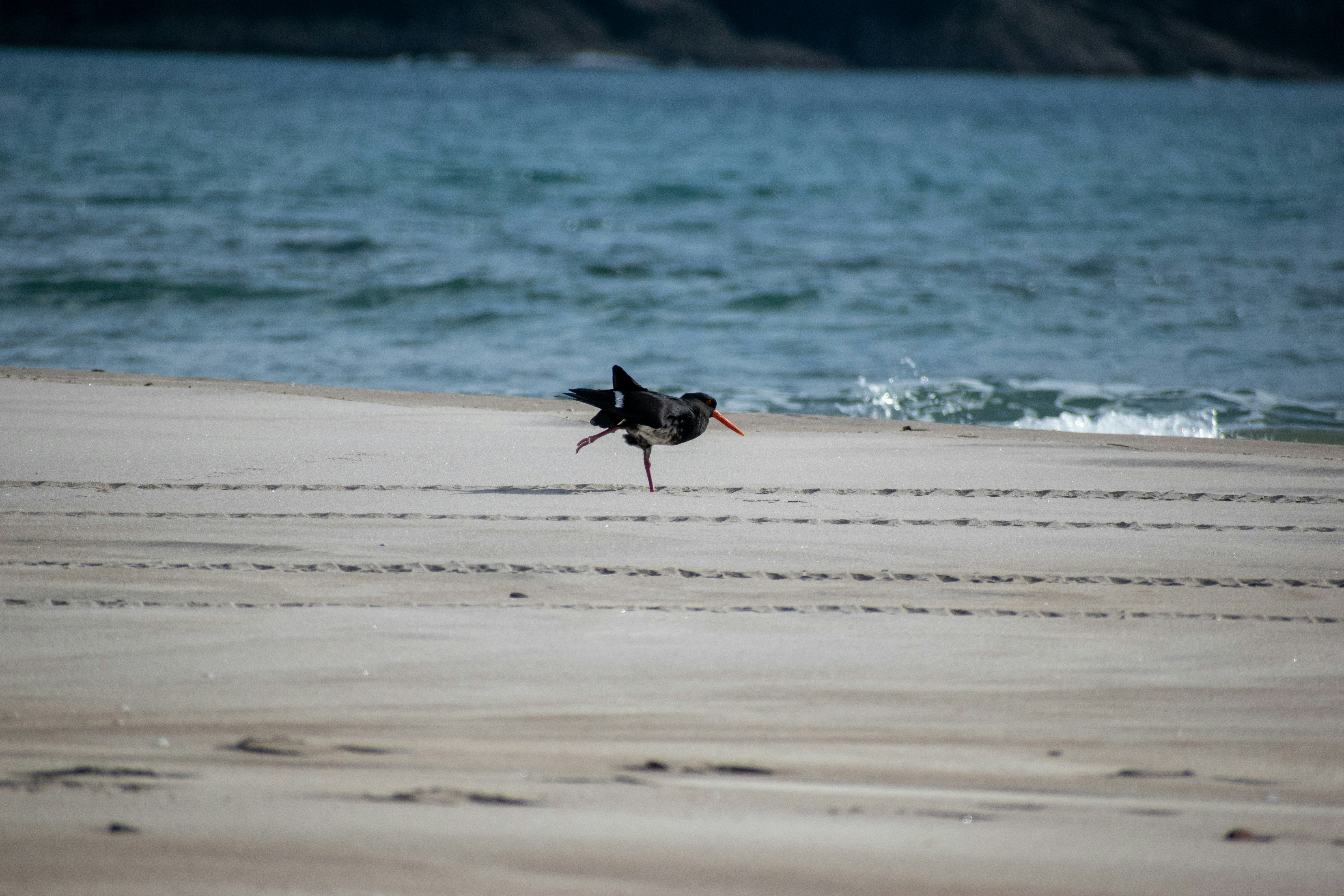 A bird flying over a sandy beach next to the ocean photo – Free New ...