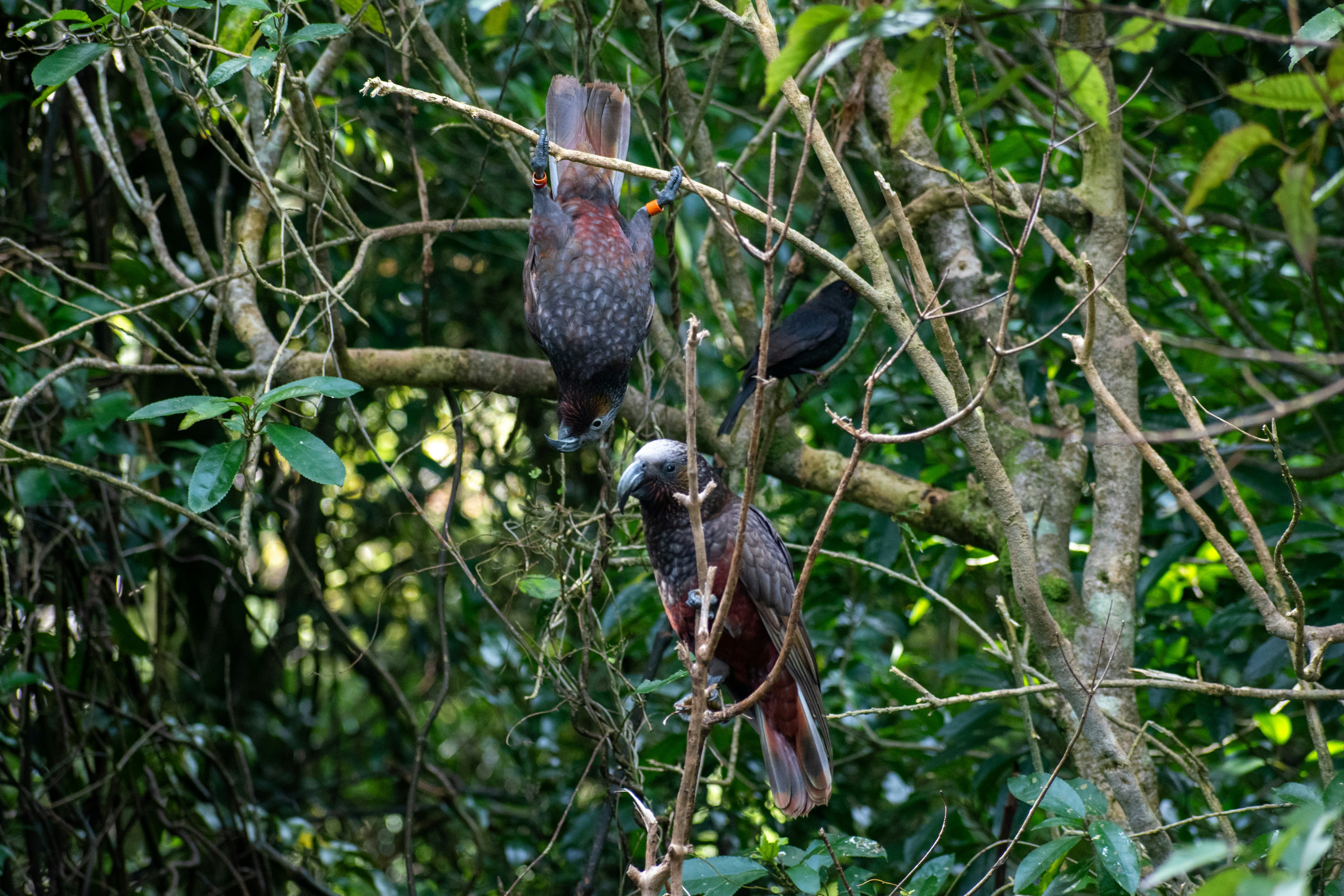 A couple of birds sitting on top of a tree branch photo – Free ...