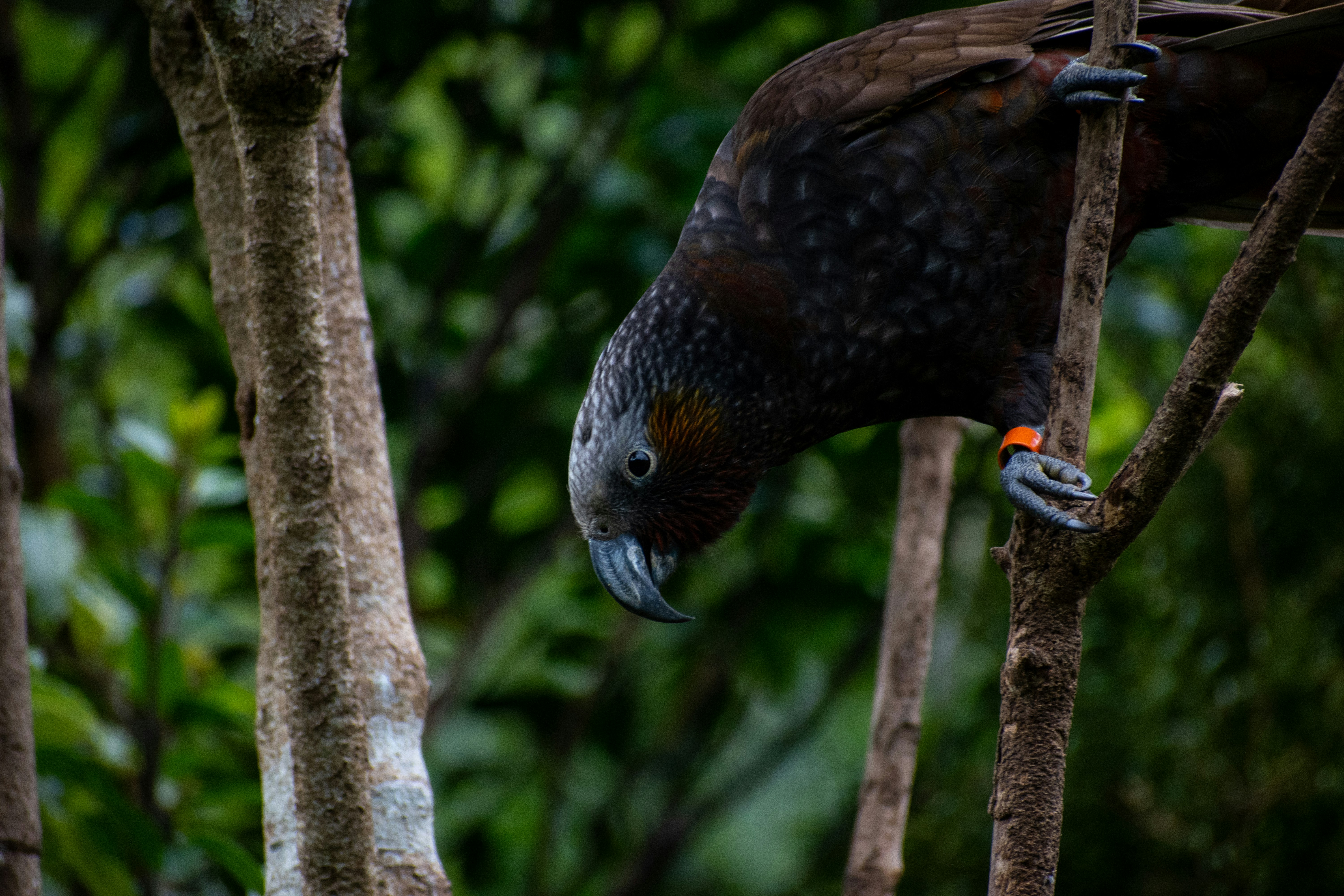 A Dusky-Leafbird Grips a Branch in Mid-Descent