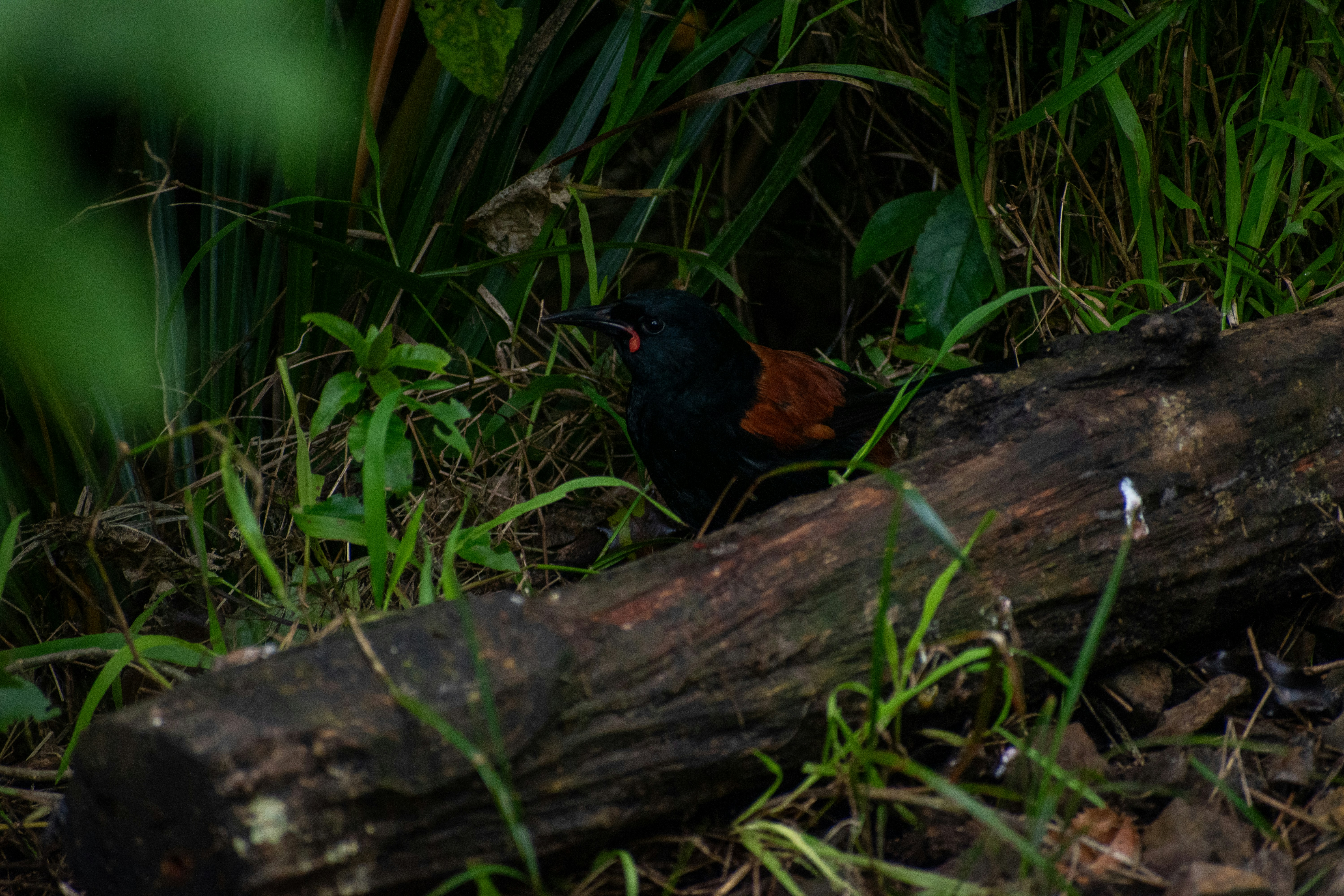 Rust-Winged Blackbird in Dusky Underbrush