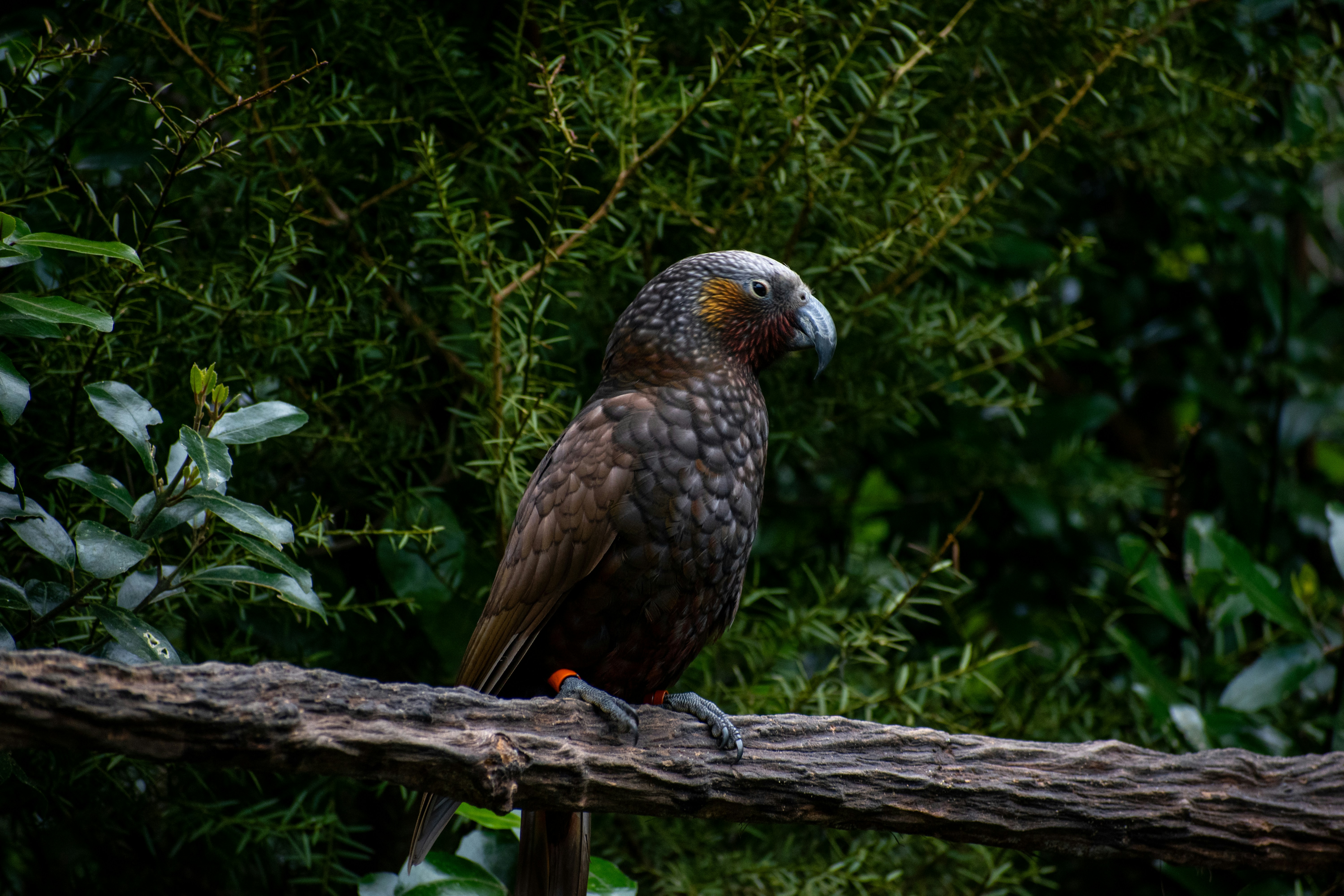 Imágenes de Kaká | Descarga imágenes gratuitas en Unsplash