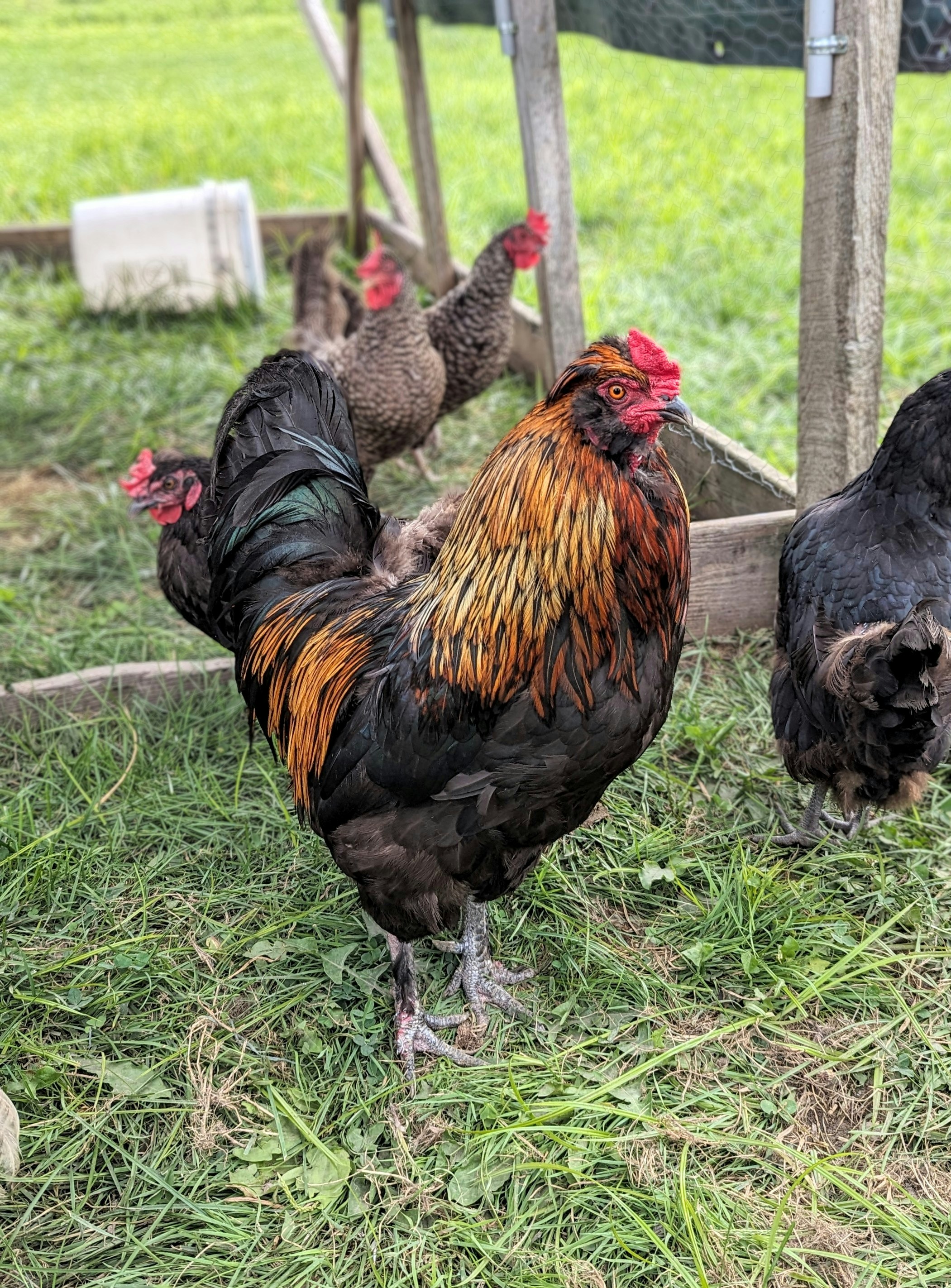 A group of chickens standing on top of a grass covered field photo ...