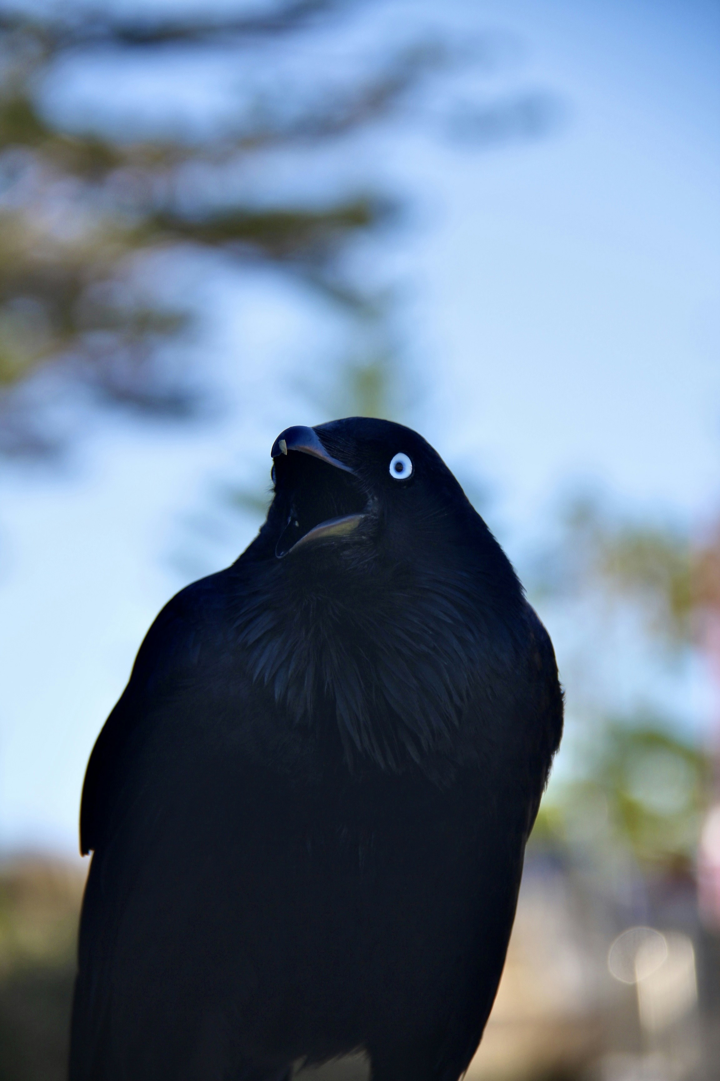Onyx Crow in Tight Portrait: White Eye Ring and Open Beak Against Sky