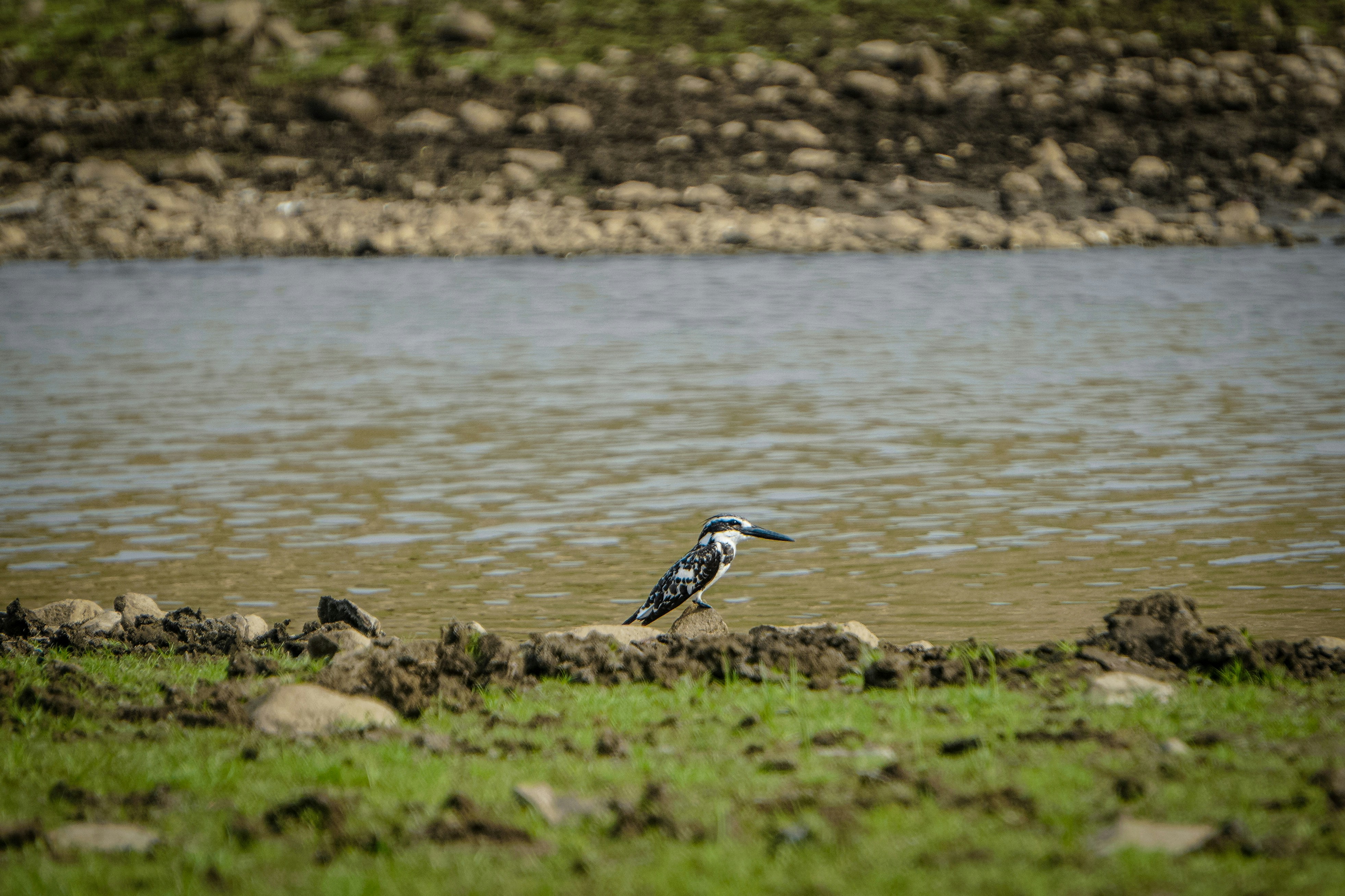 Kingfisher at the Riverside Shingle, Morning Light