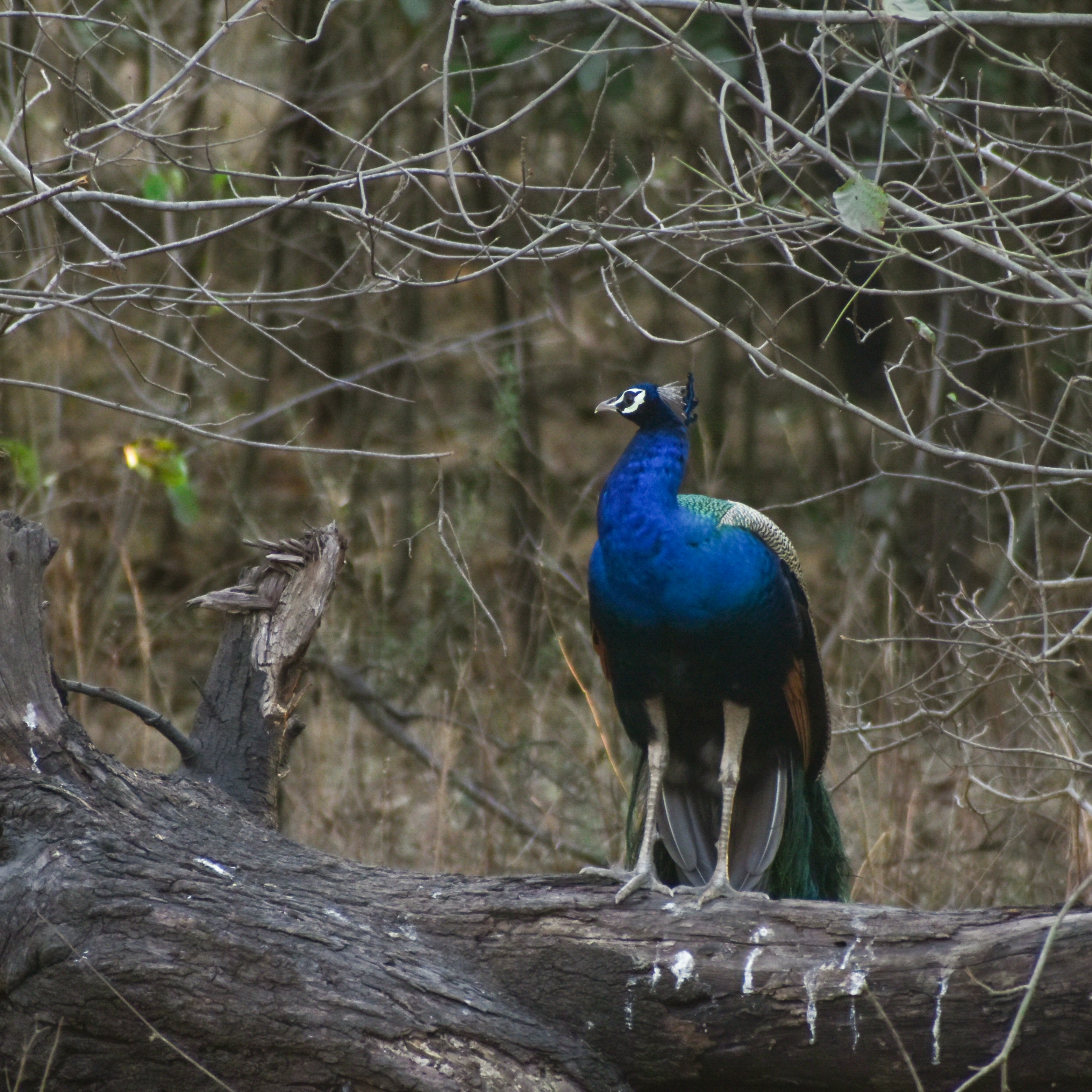 Azure Grace: A Peacock Perched on Weathered Drift