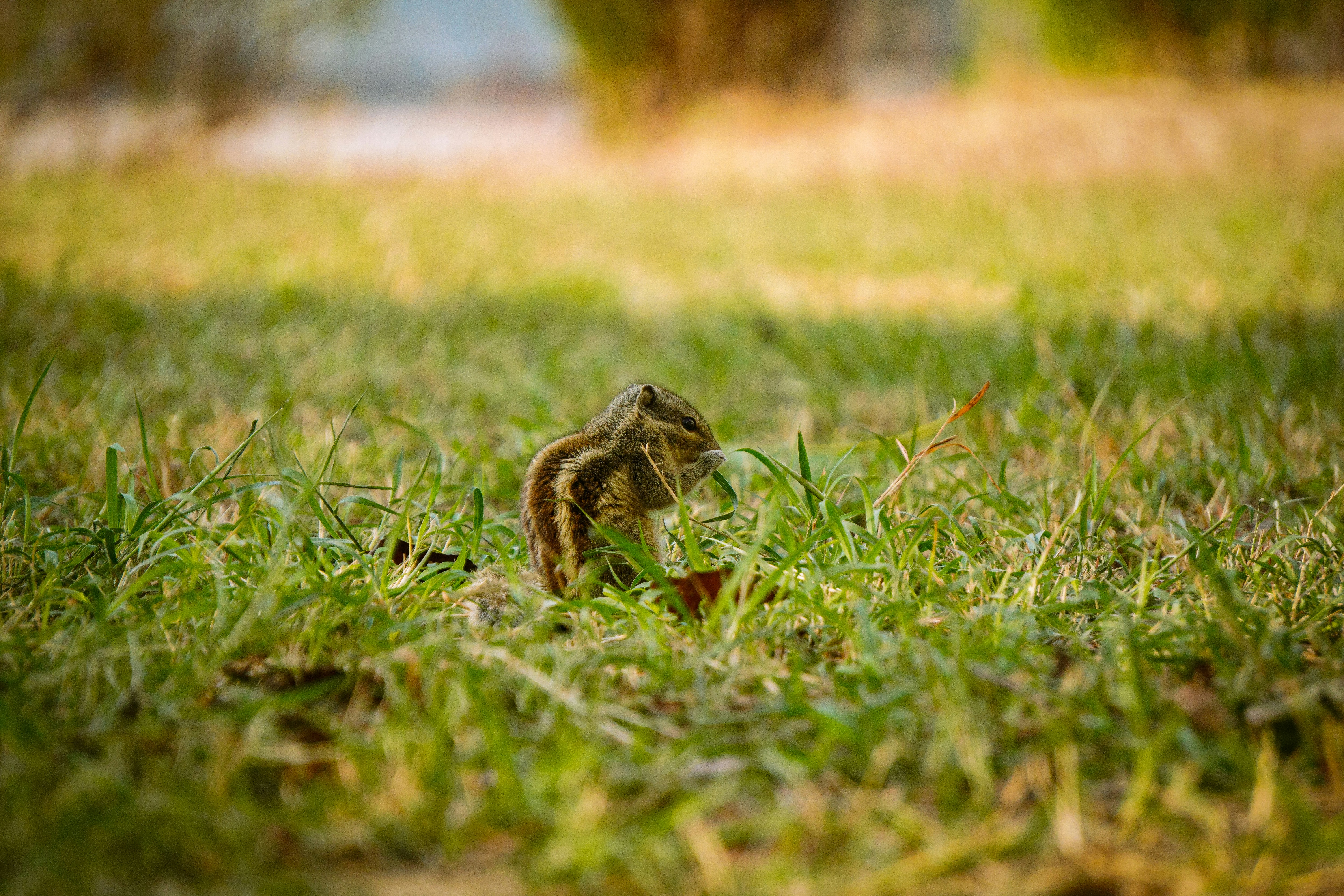 Grassland Squirrel with Ground-Level Focus