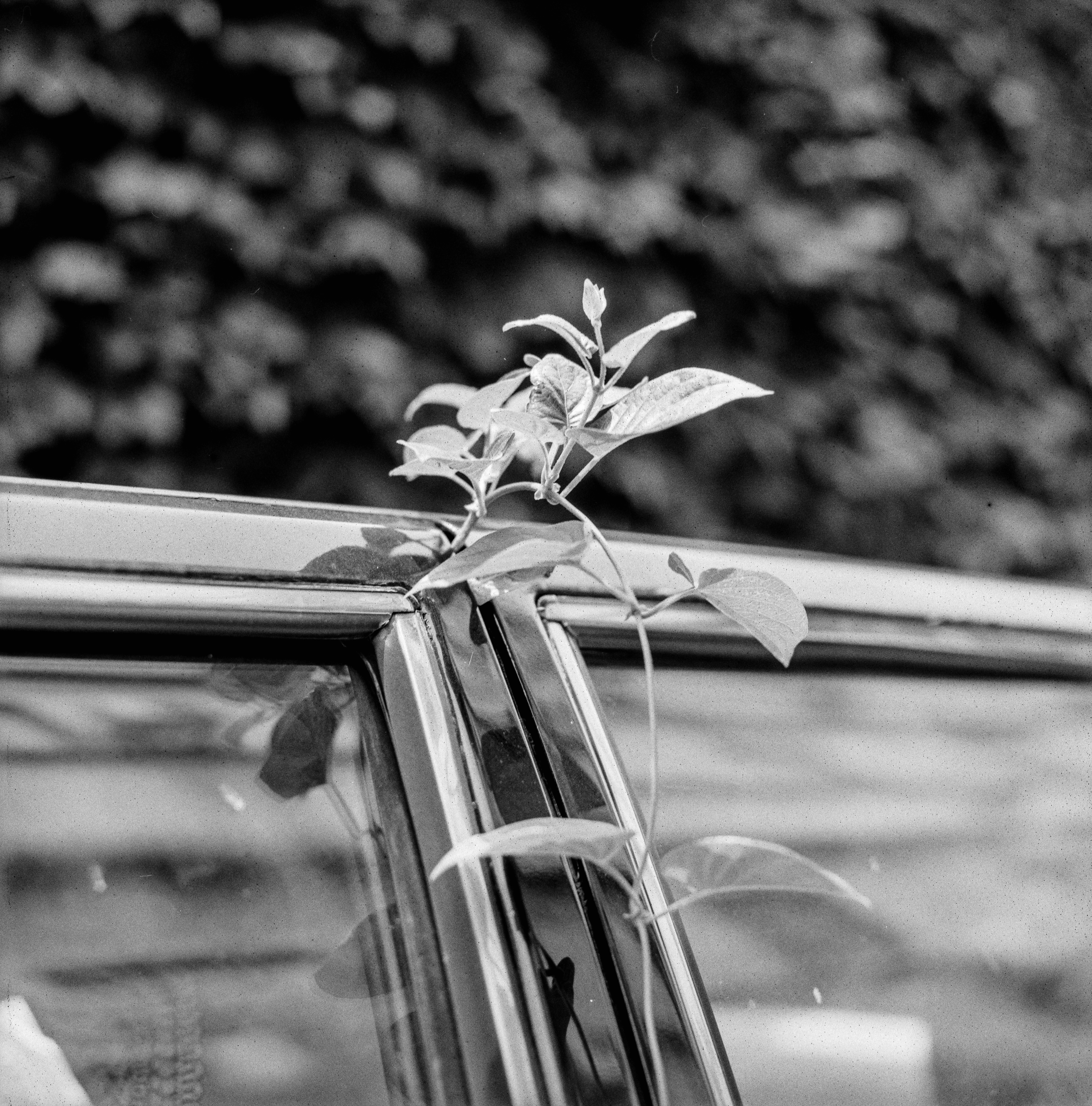 Sprout on Chrome: A Quiet Reclamation of a Vintage Car