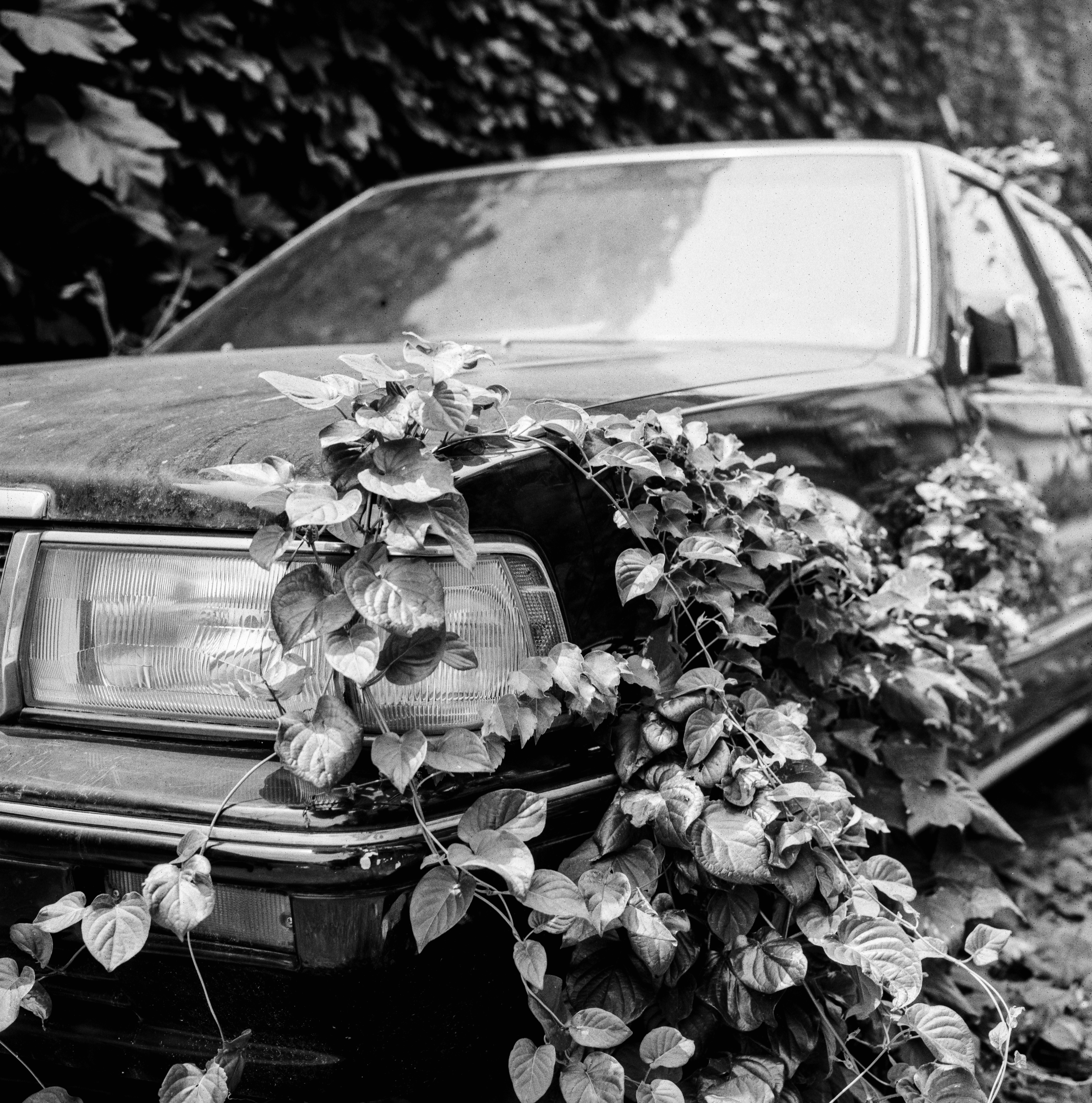 Vine-Wrapped Front: A Monochrome Portrait of a Sedan Reclaimed by Time