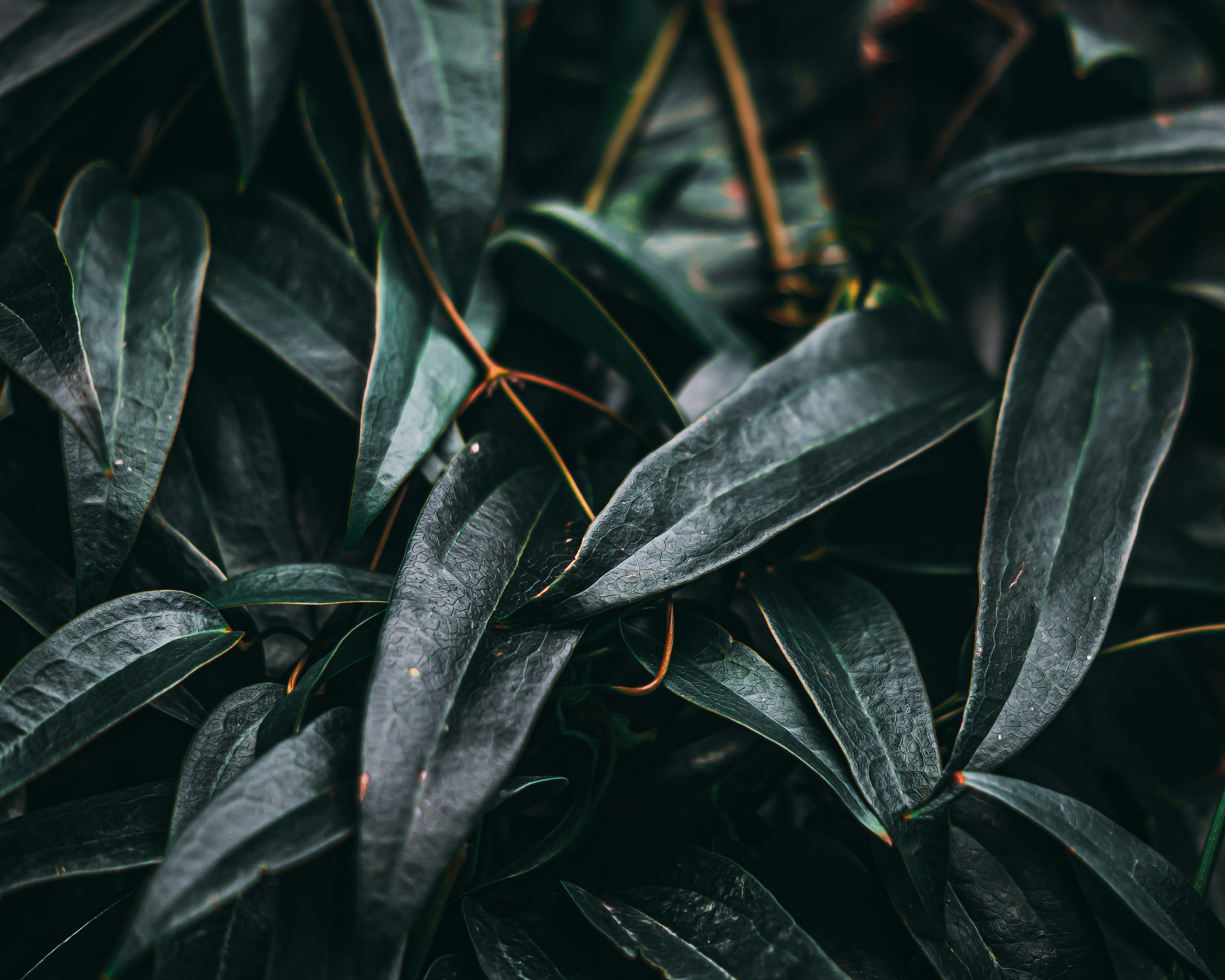  midnight-green foliage: a dense tapestry of leaves