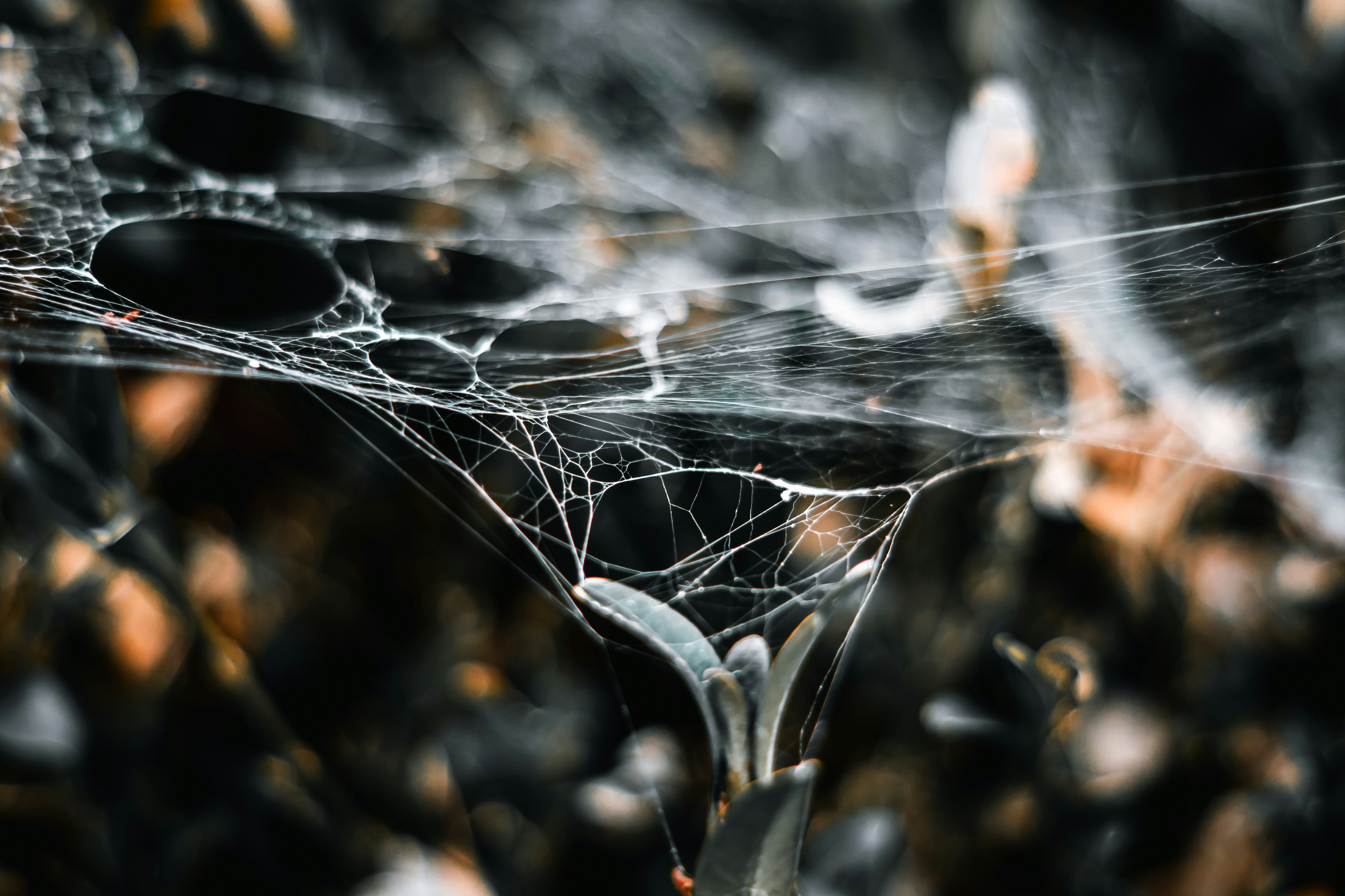 Dew-Lace Between Shadows: Macro Portrait of a Spider Silk Web