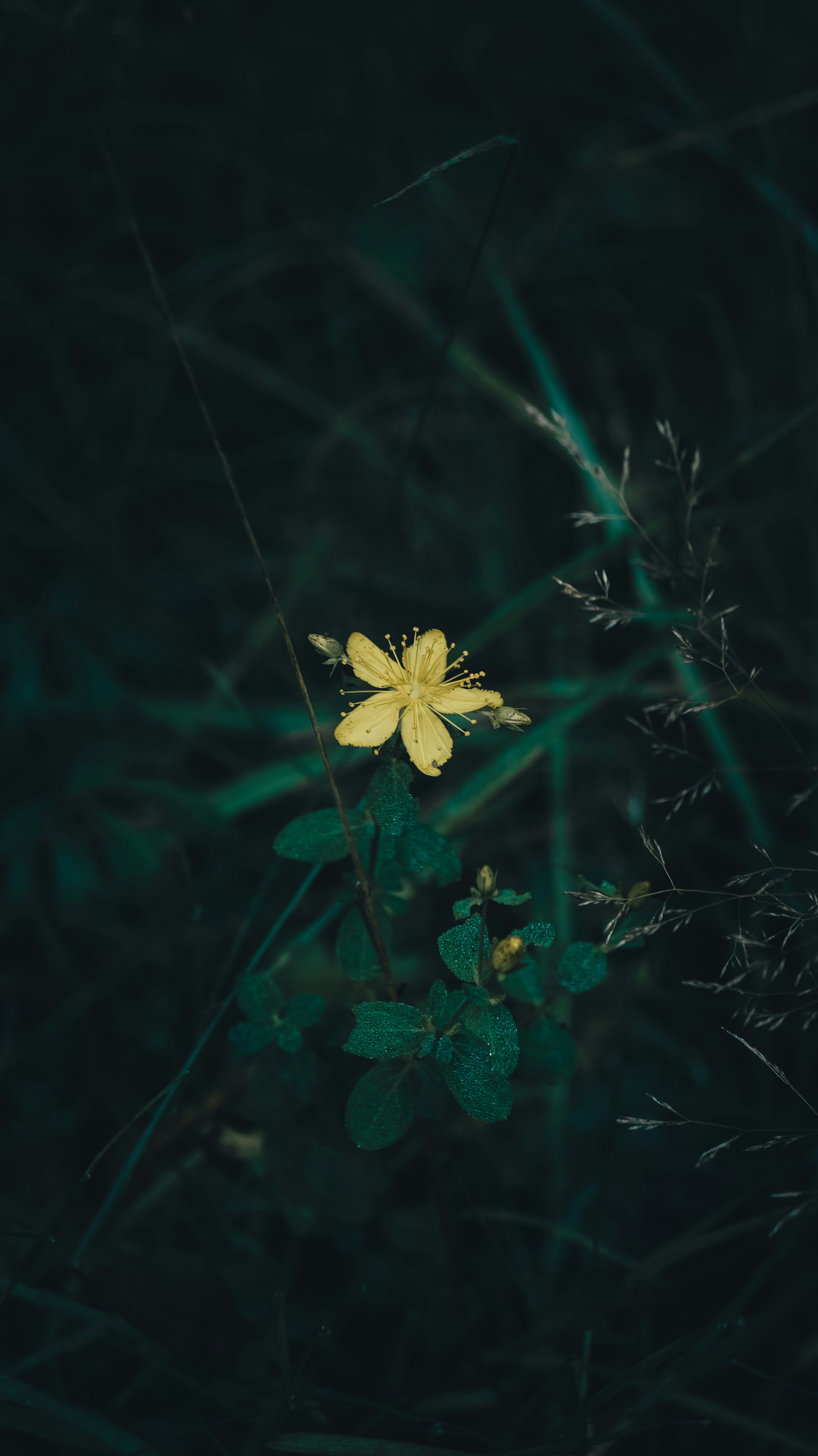 Single yellow blossom anchors a hush of emerald grasses