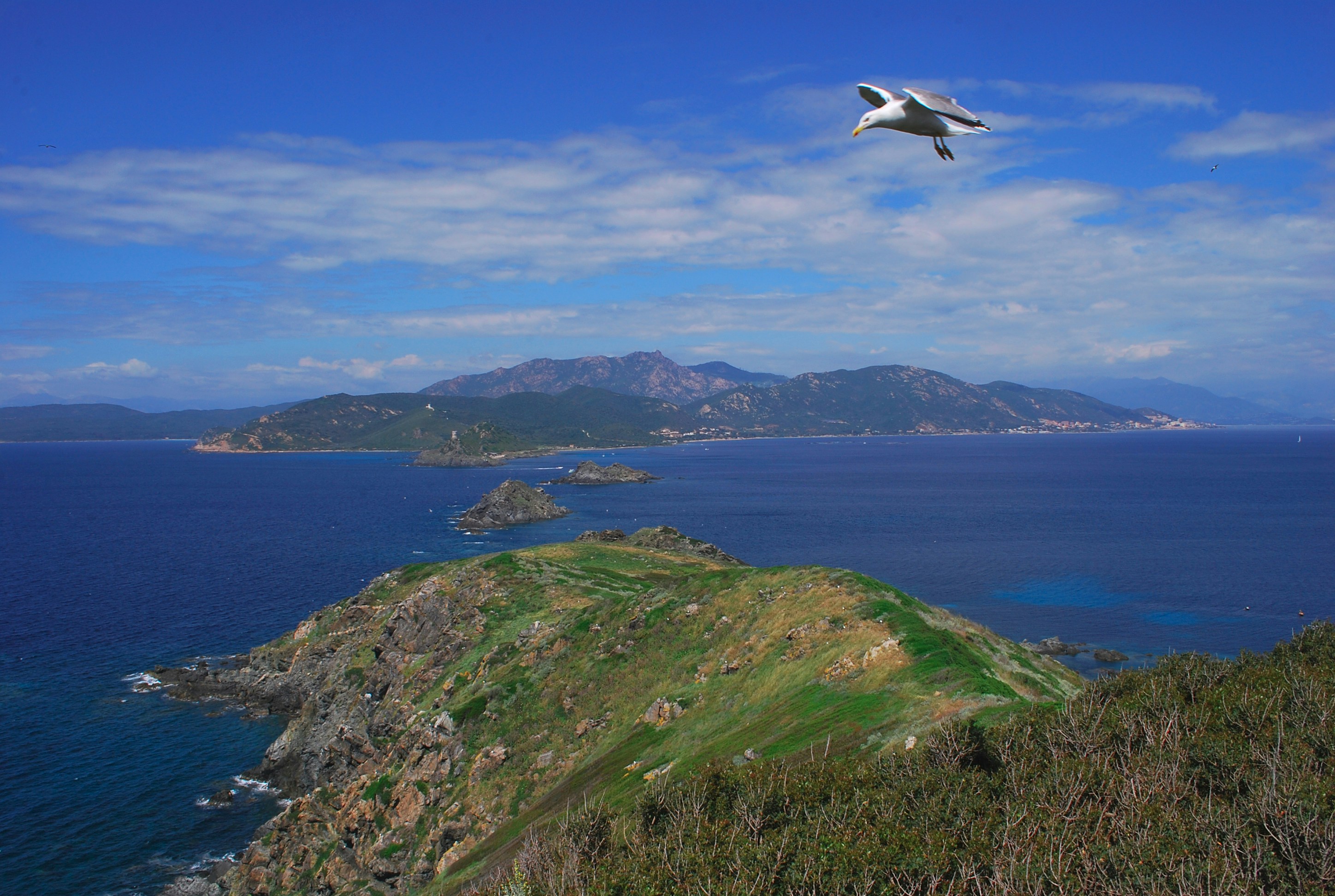 Seagull over rugged coastline: a splash of sky above green promontory