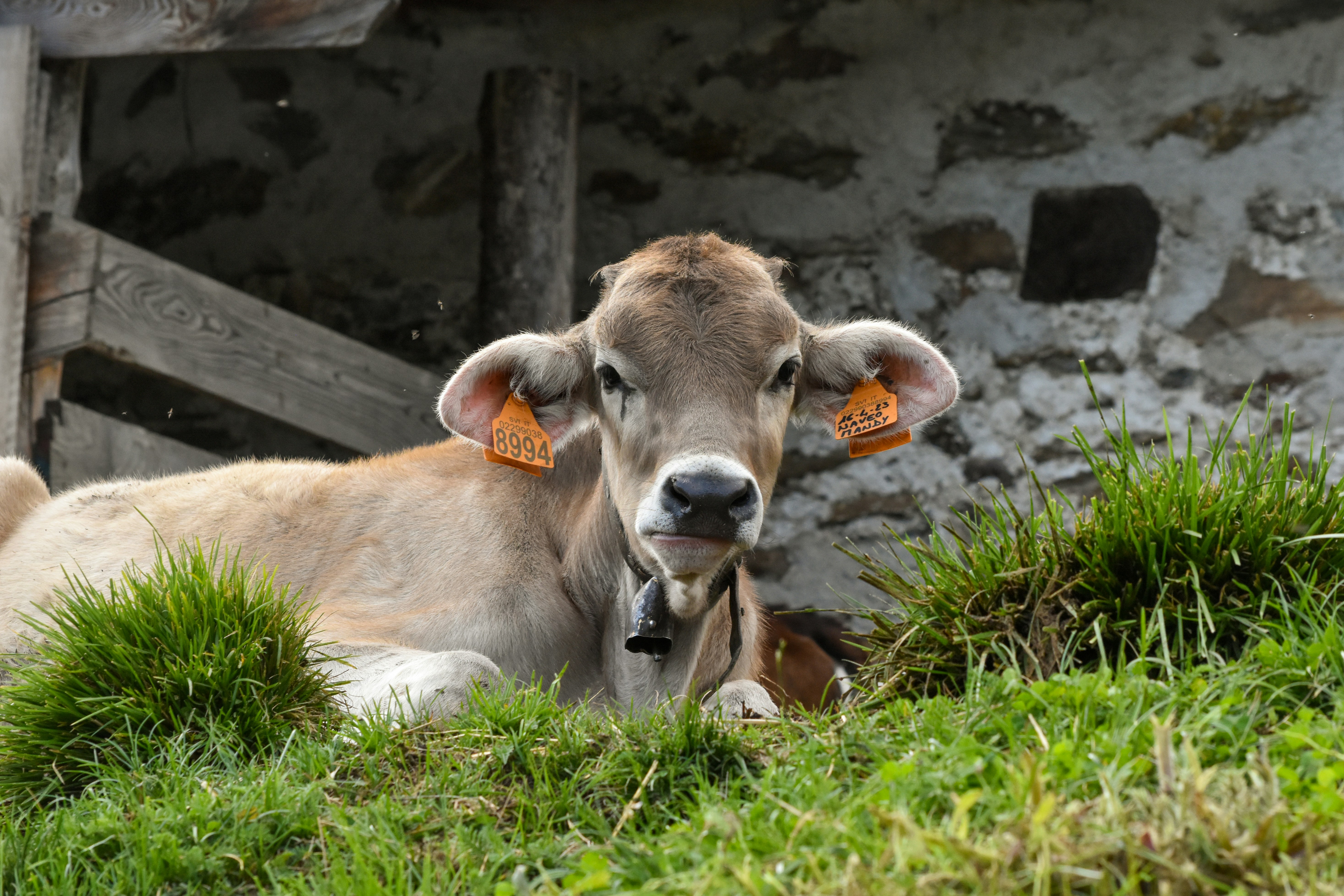 Pasture-side Stillness: A Calm Dairy Cow Resting by a Weathered Stone Wall