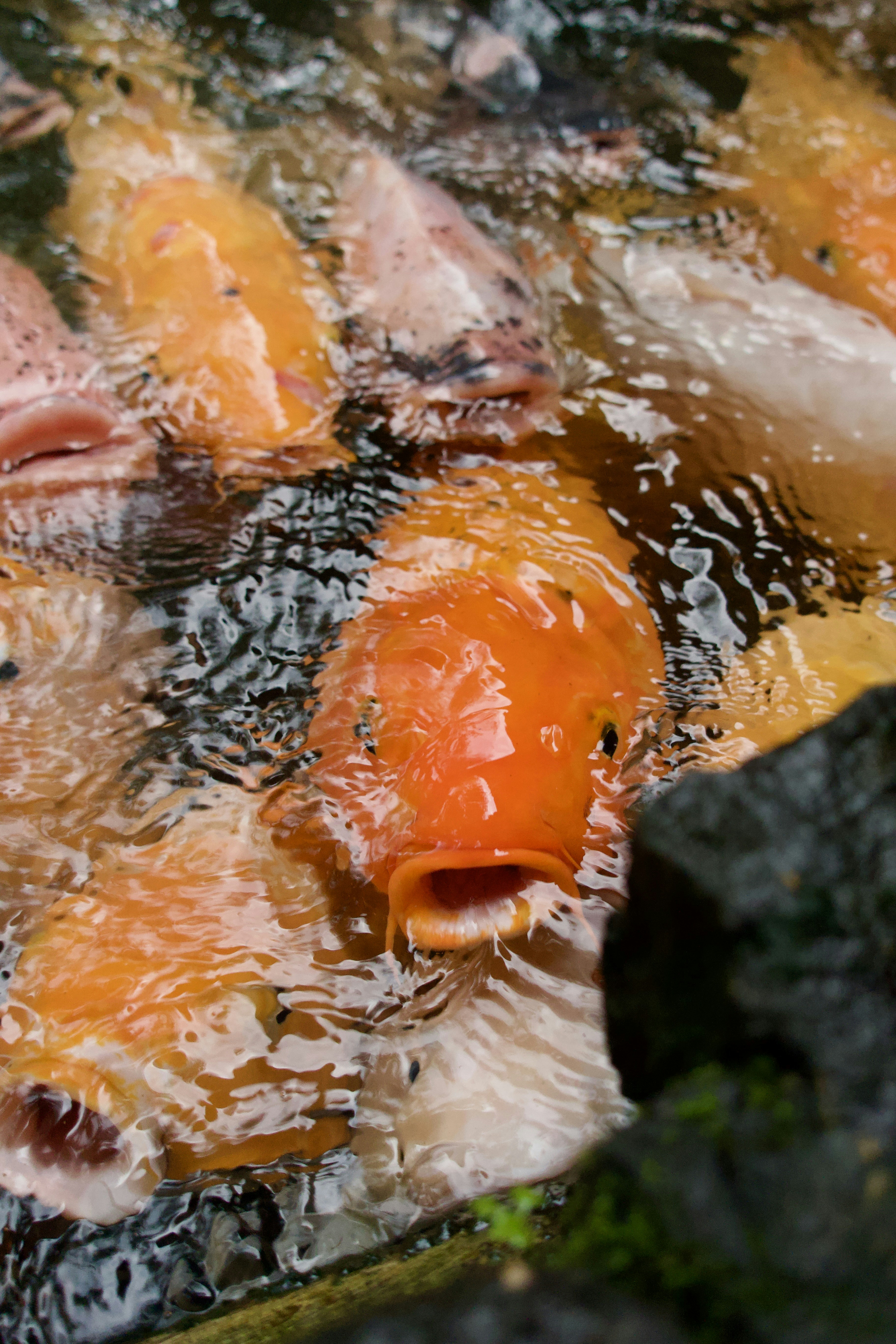 A bunch of fish that are swimming in some water photo – Free Yogyakarta ...