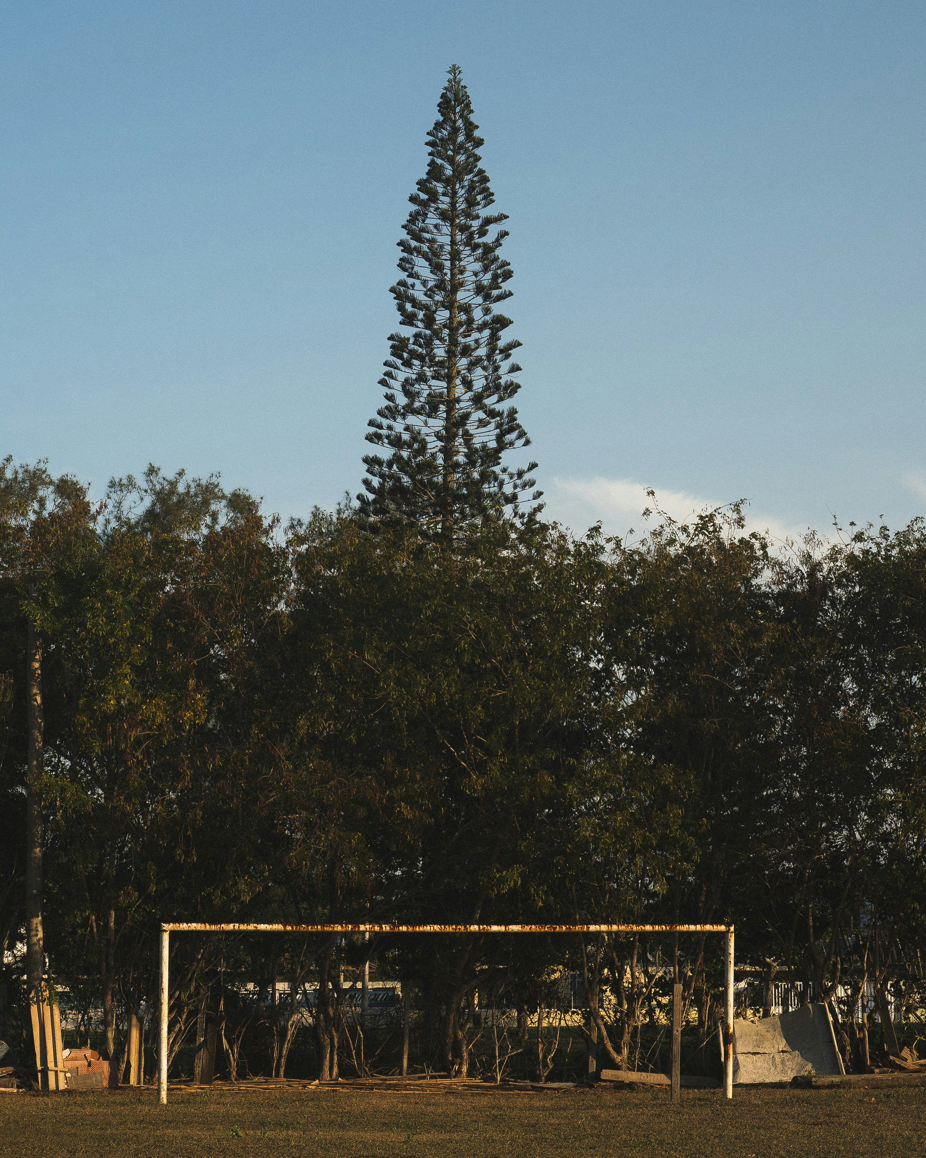 Skyward Sentinel: A Lone Evergreen Framing a Quiet Field