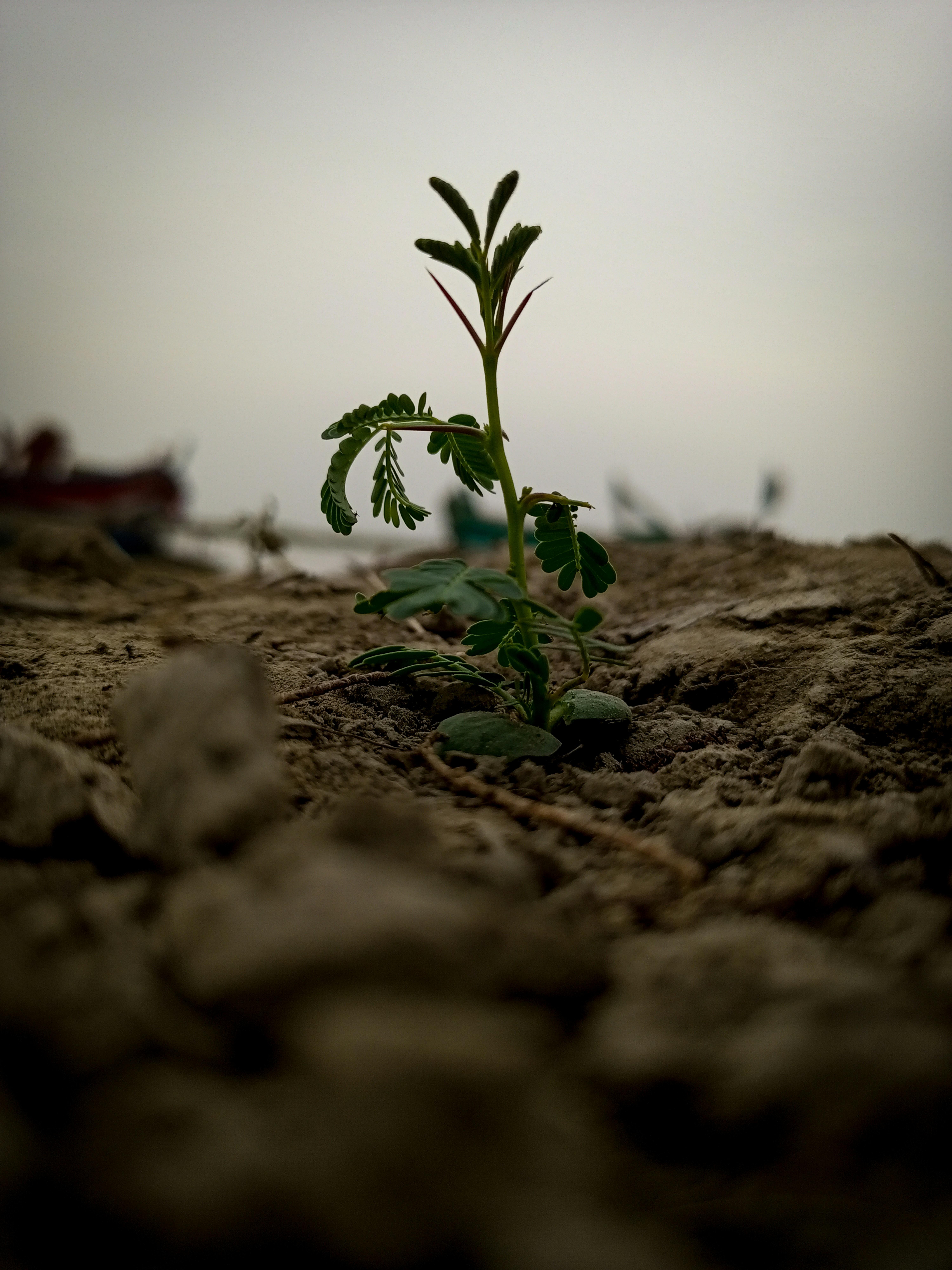 A small plant sprouts out of the ground photo – Free Pakistan Image on ...