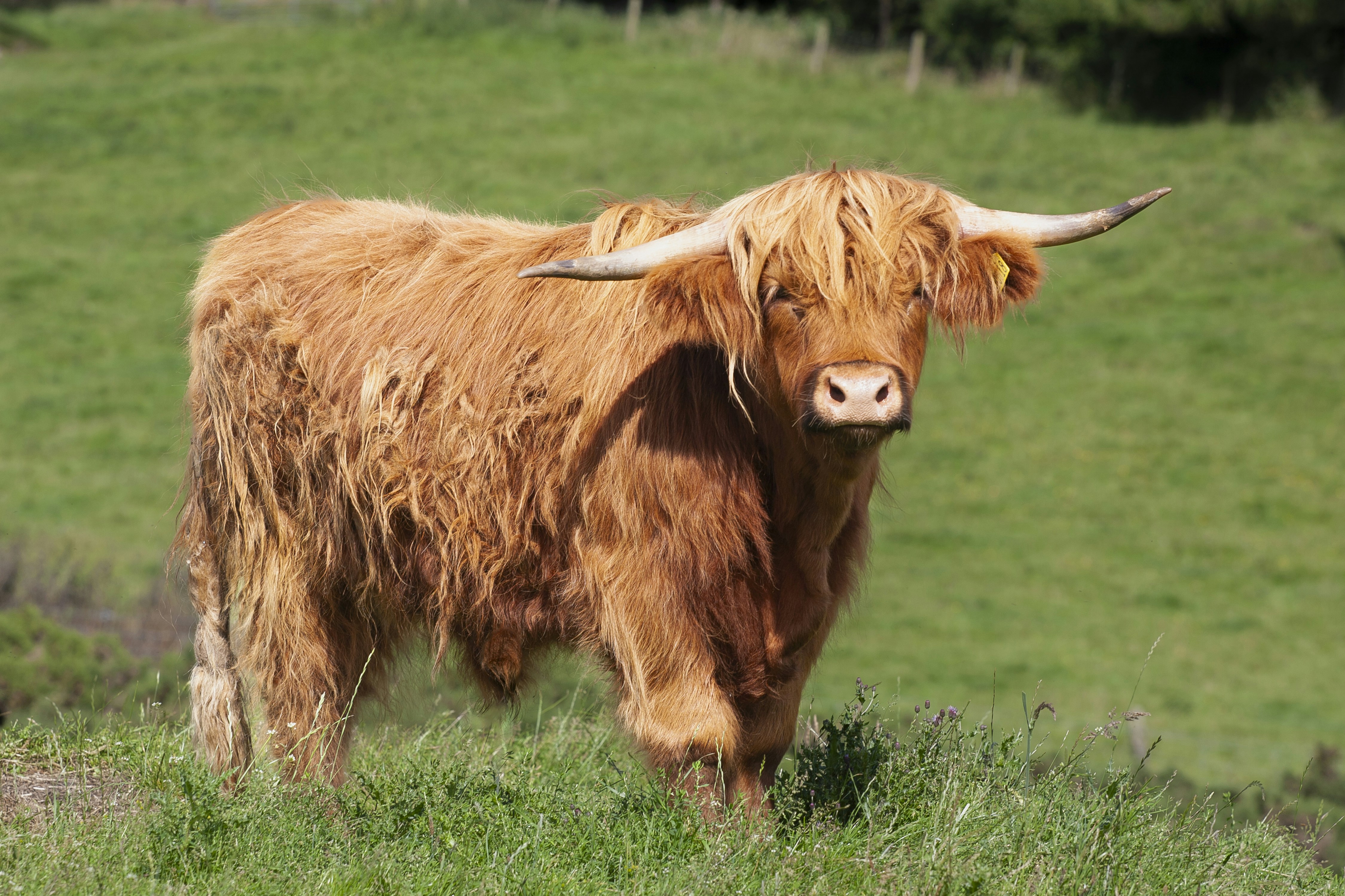Una vaca marrón de pie en la cima de un exuberante campo verde foto ...