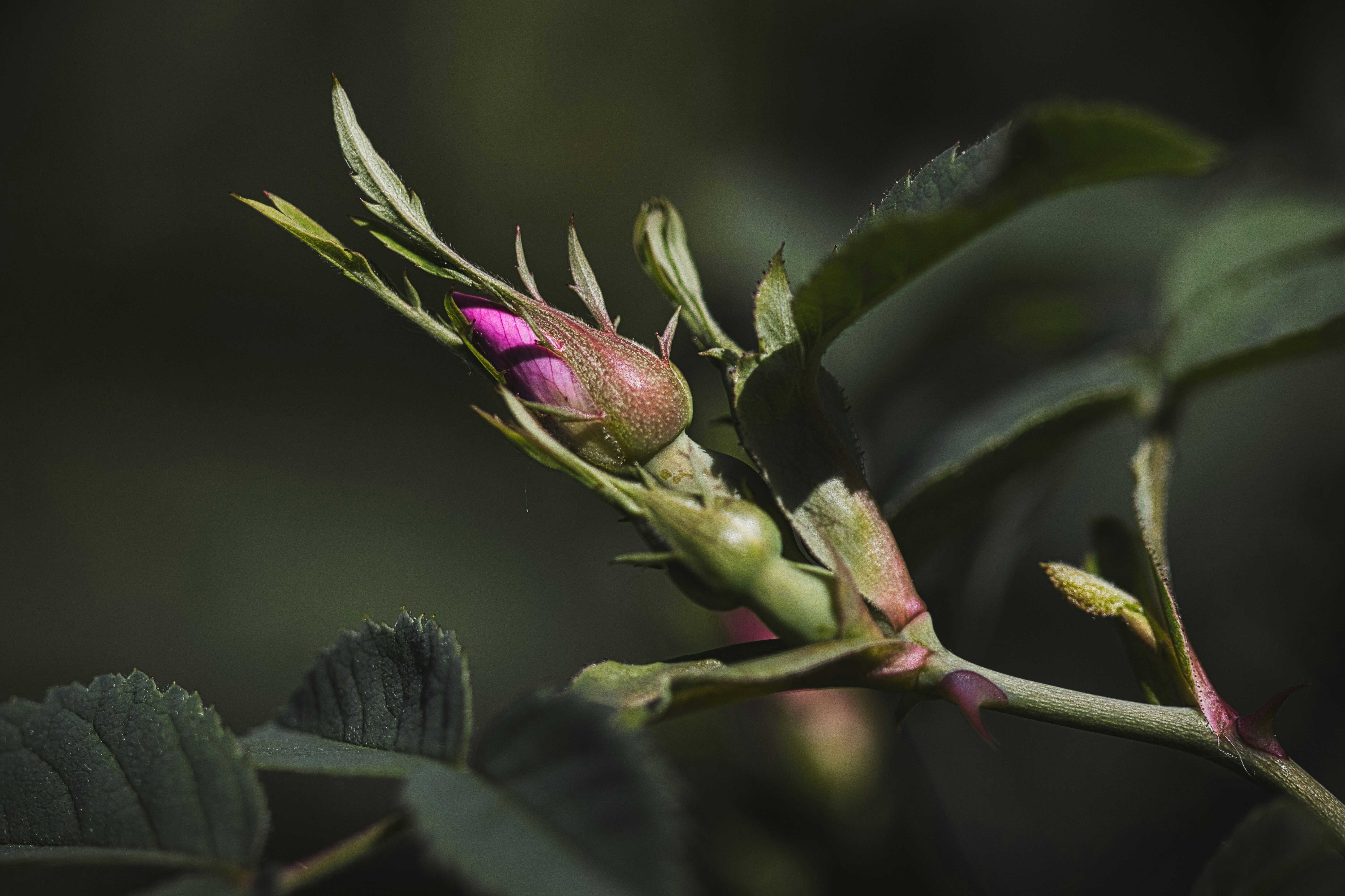 A close up of a flower bud on a plant photo – Free Bud Image on Unsplash