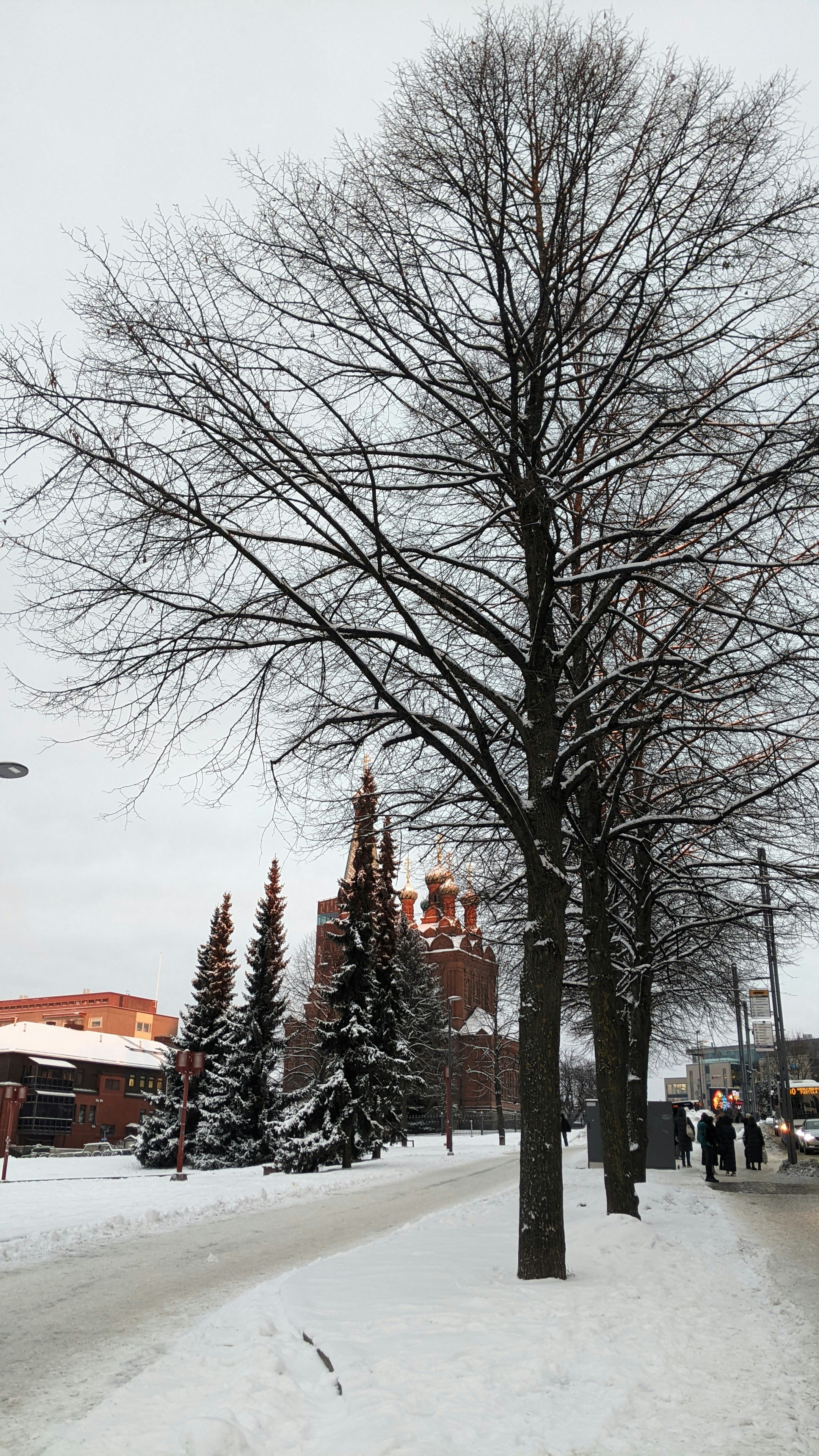 Branch-Lined Boulevard: Snowbound Silence Framed by a Giant Tree
