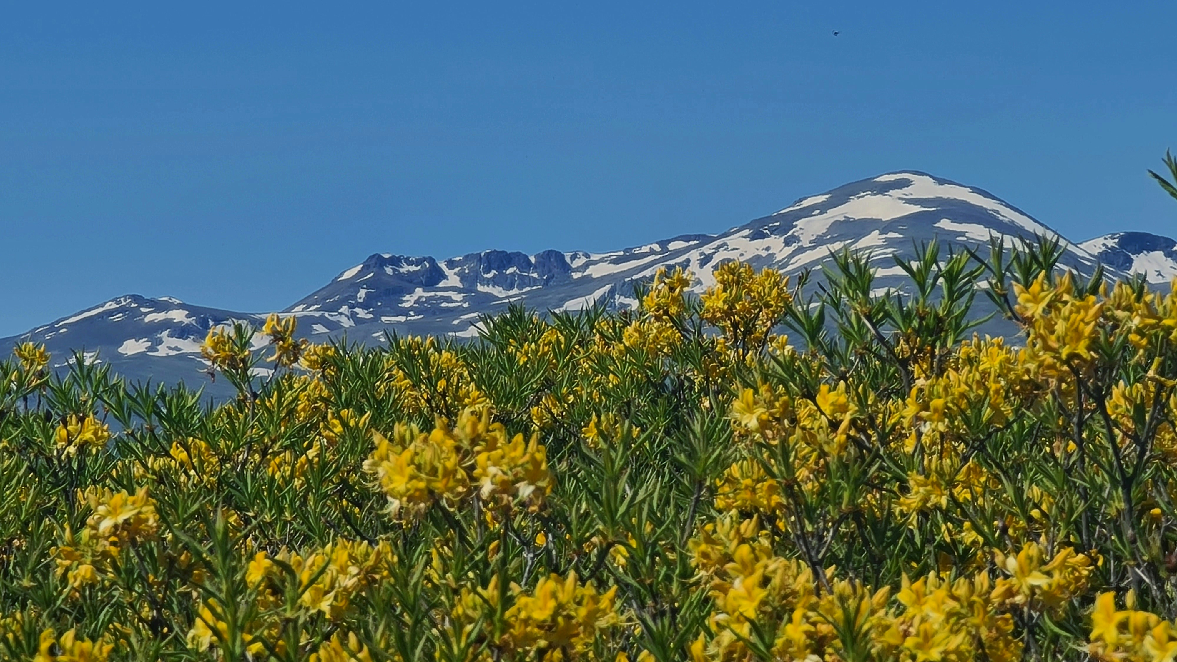 Golden Gorse in Front of Snow-Capped Peaks