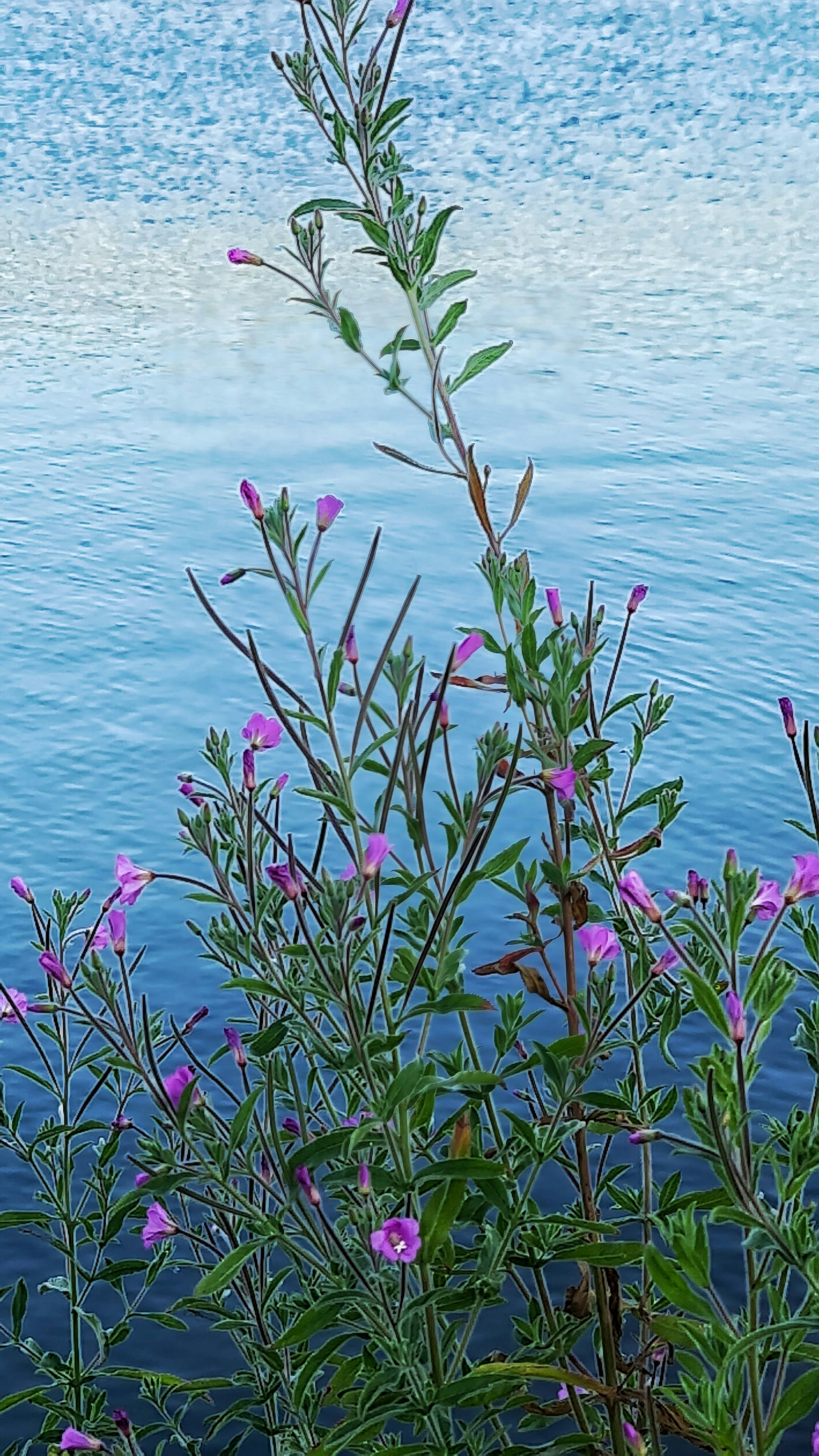 Pink-tipped Shrub Framing a Quiet Blue Lake