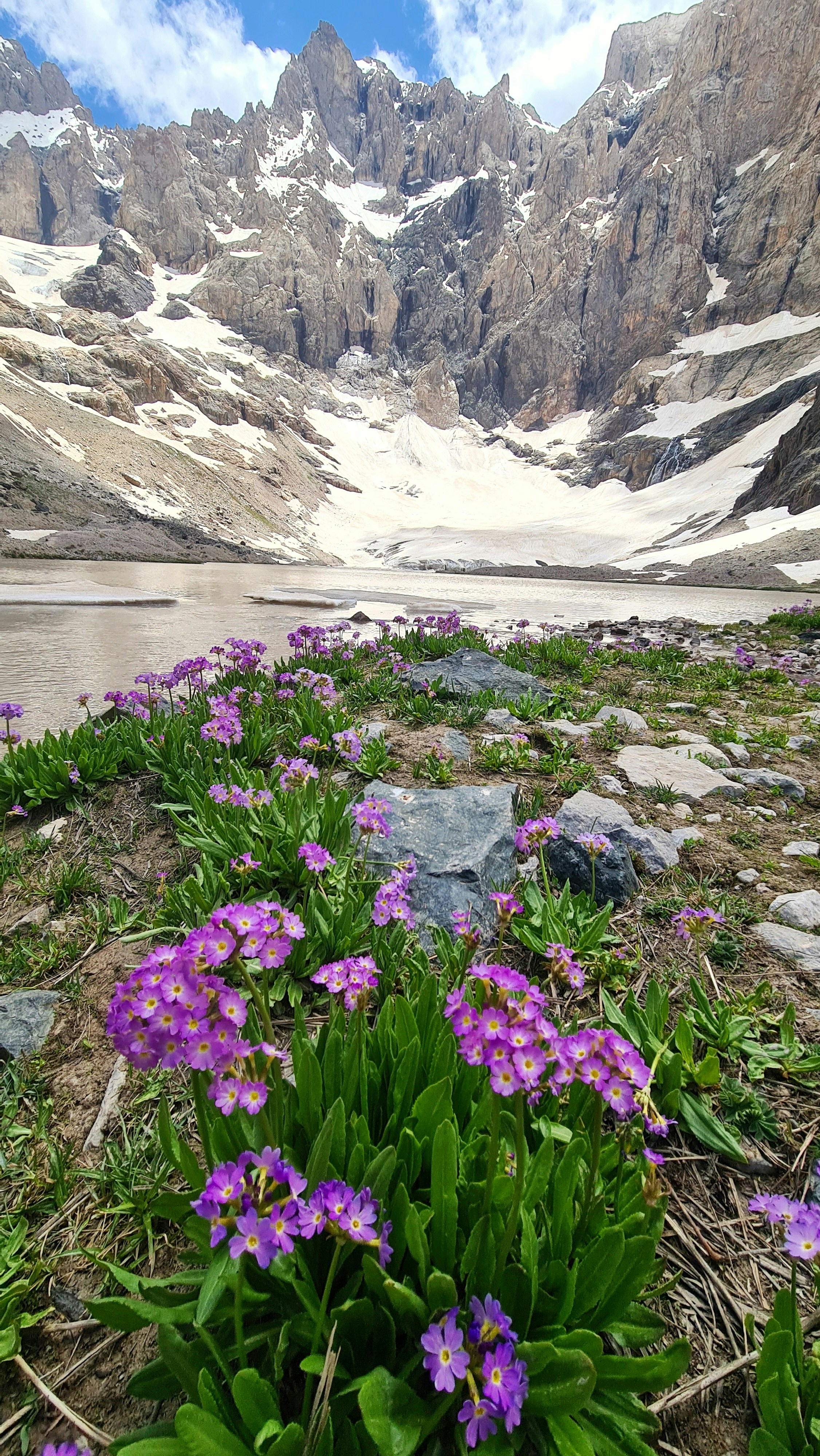 Purple alpenglow: alpine wildflowers with a snow-dusted amphitheater