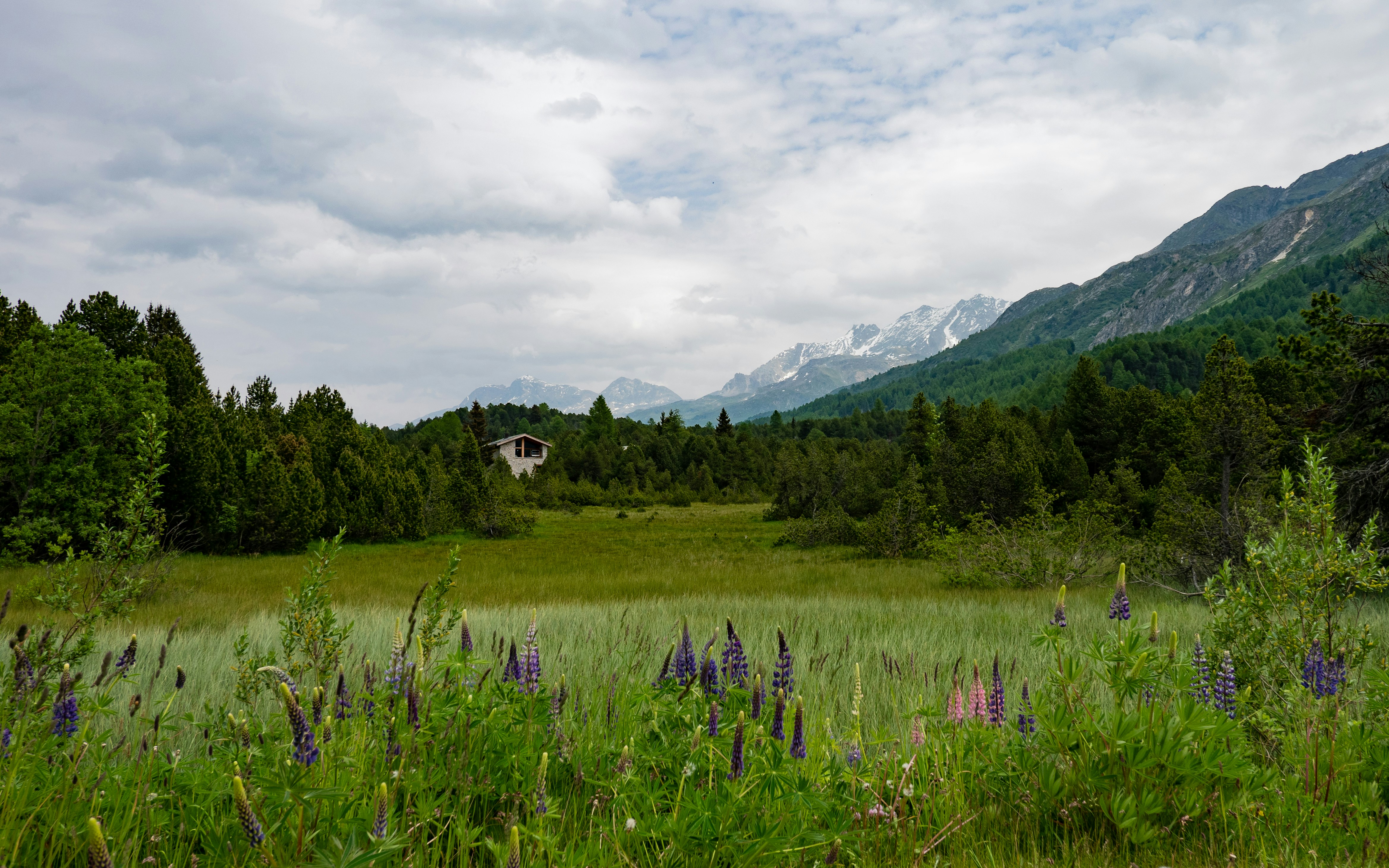 A Quiet Alpine Meadow: House Amid Purple Blooms Beneath Clouded Peaks