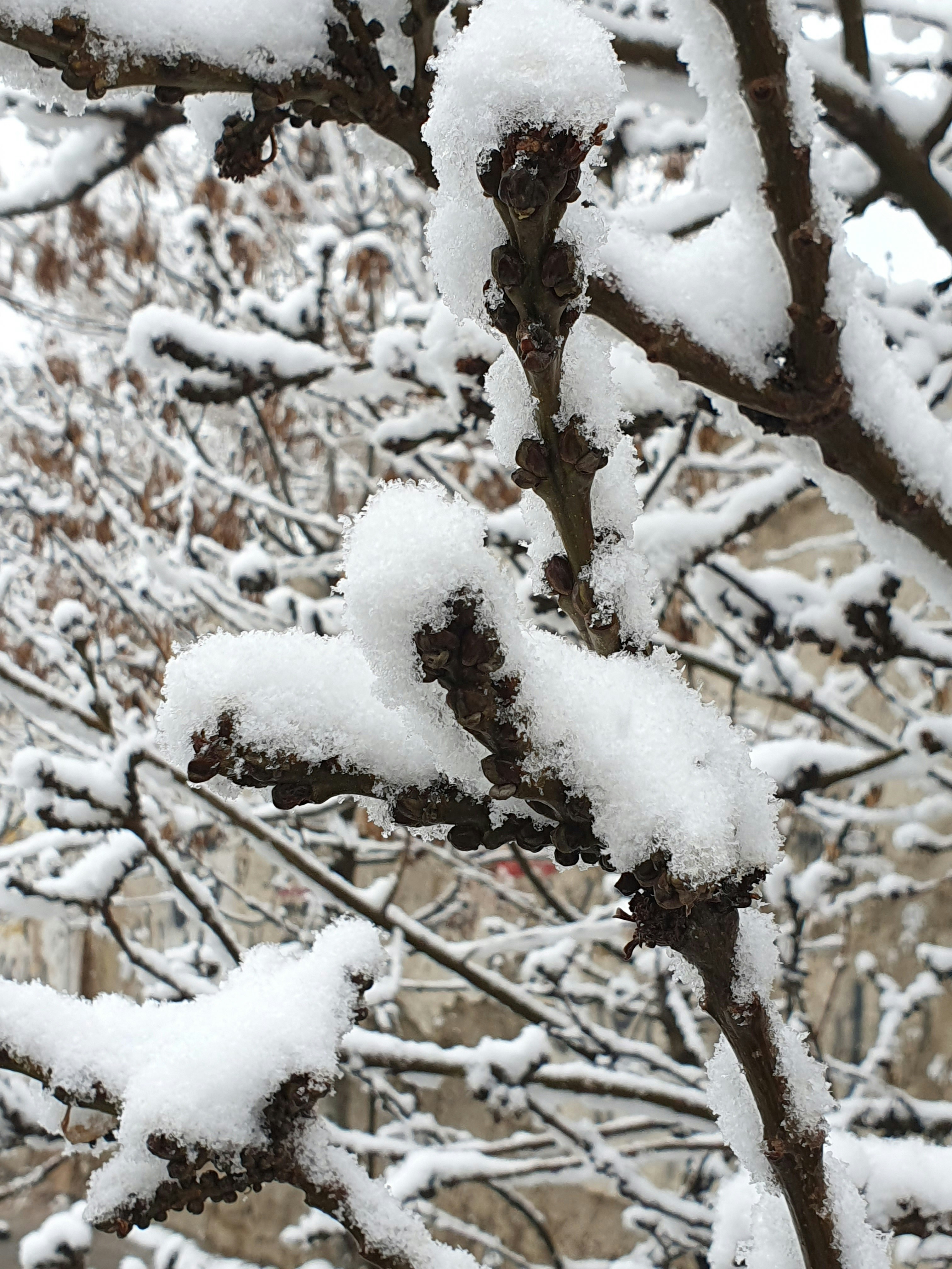 Frost-Lace on Winter Branches: A Close-Up Portrait of Snow-Glazed Bark
